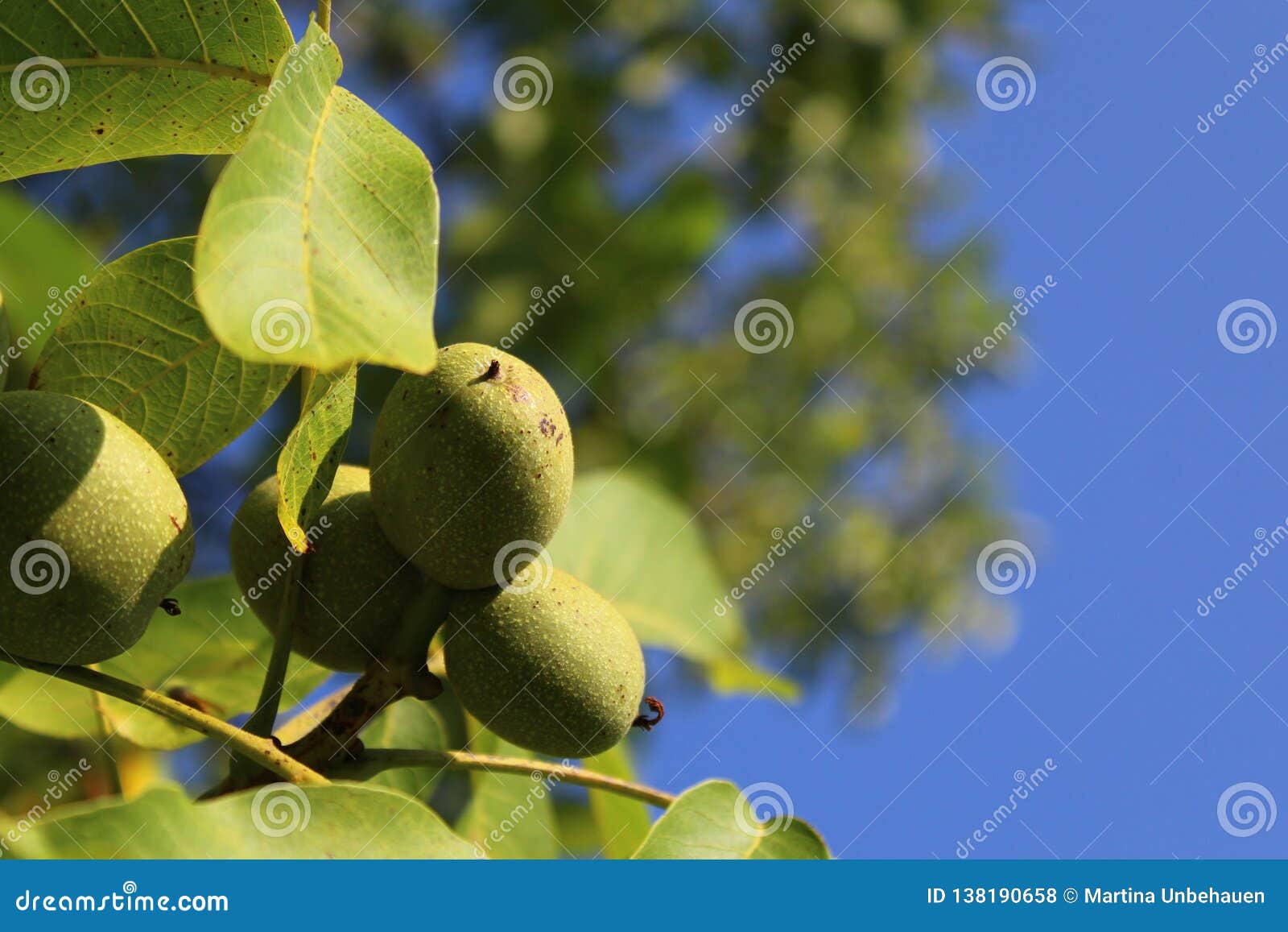 Walnuts on a Tree in the Garden Stock Photo - Image of garden, harvest ...