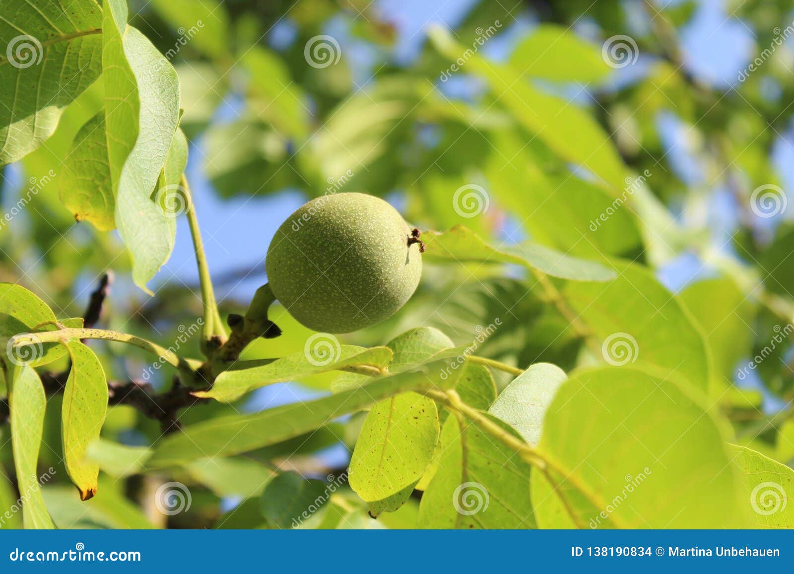 Walnuts on a Tree in the Garden Stock Photo - Image of leaves, walnut ...