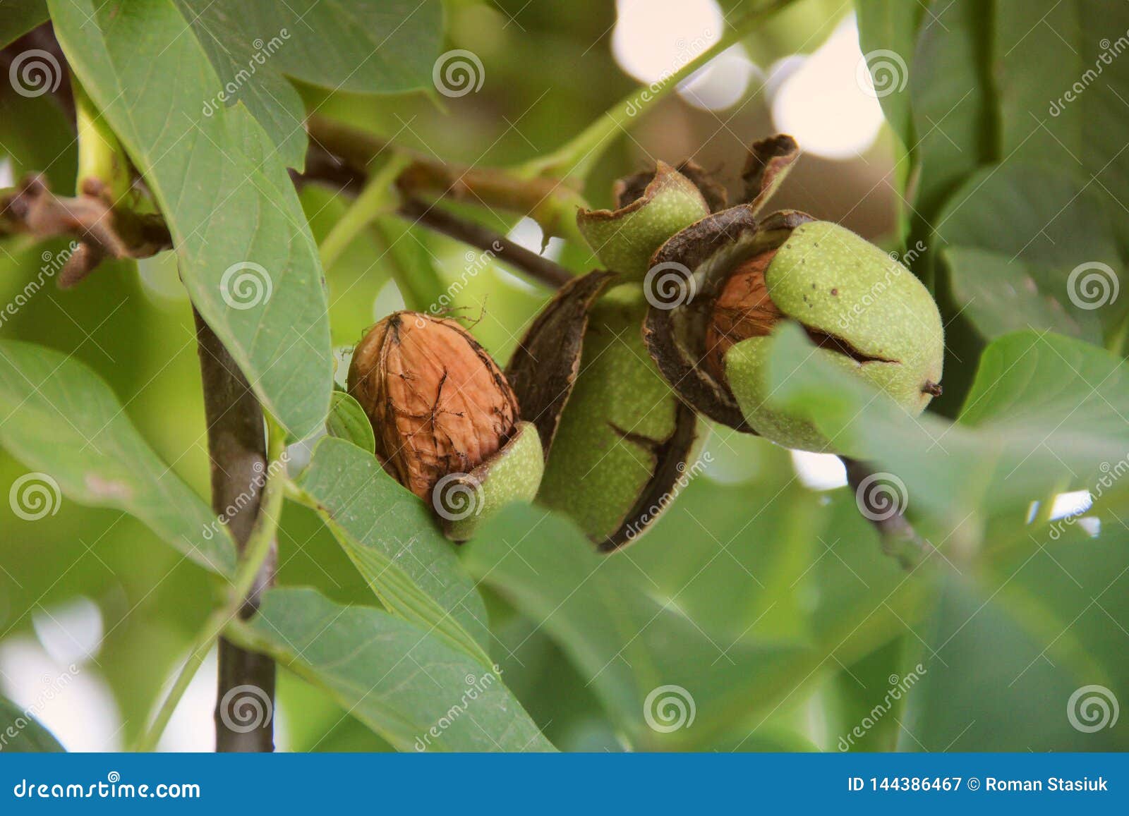 Walnuts on the Tree. Green Walnut Tree Stock Image - Image of garden ...