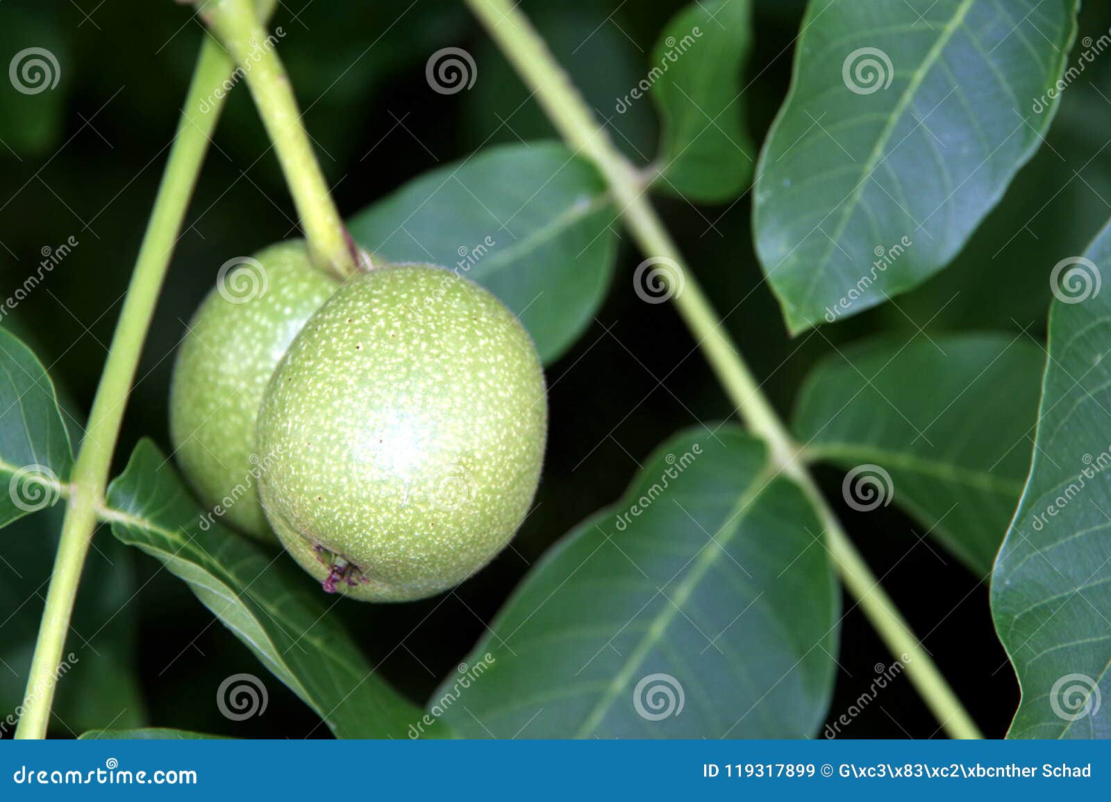 Unripe walnut fruits stock image. Image of leafveins - 119317899