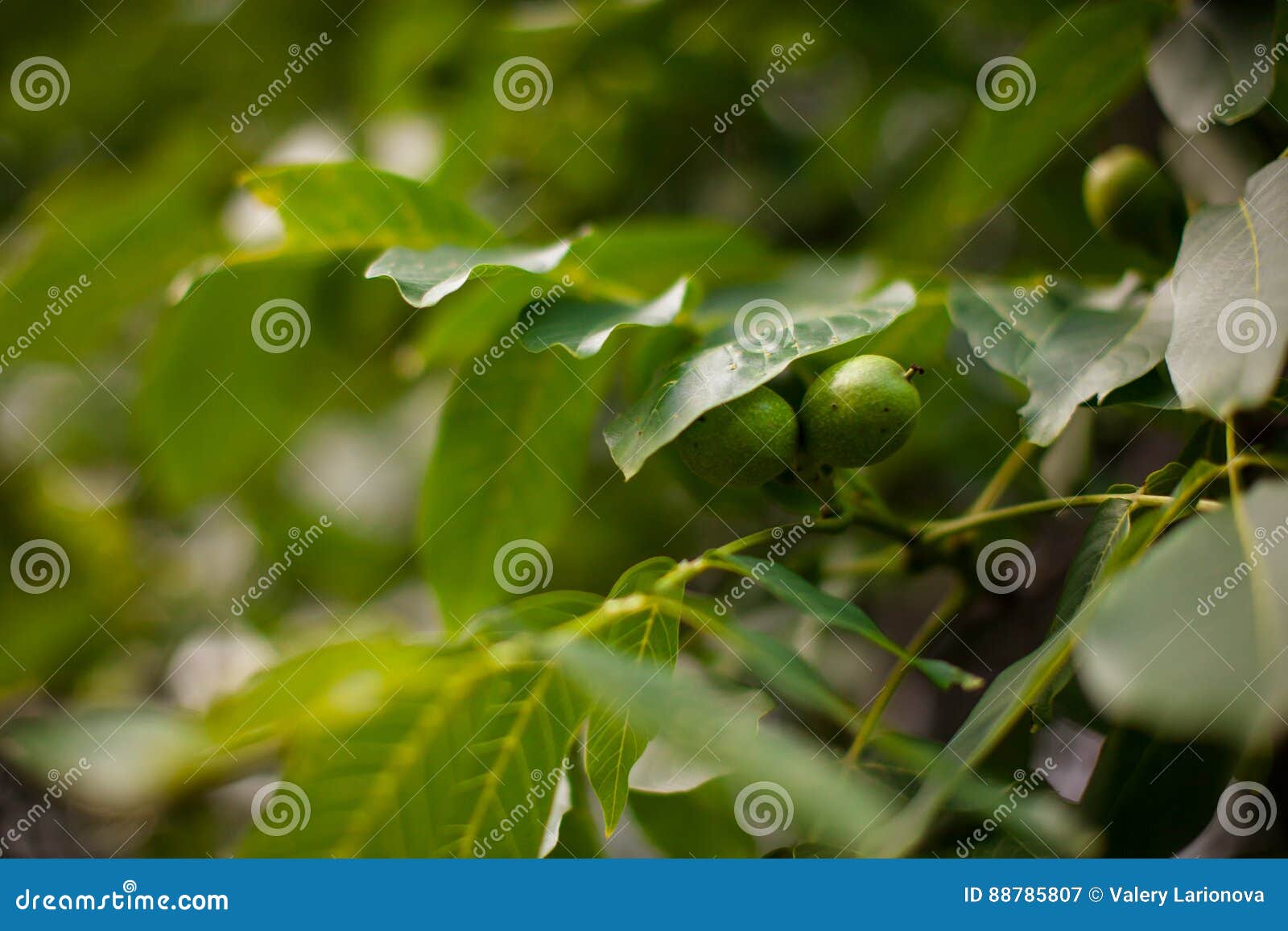 Walnuts On A Tree. Disease Pest On Walnut Leaves. Eriophyes Tristriatus ...