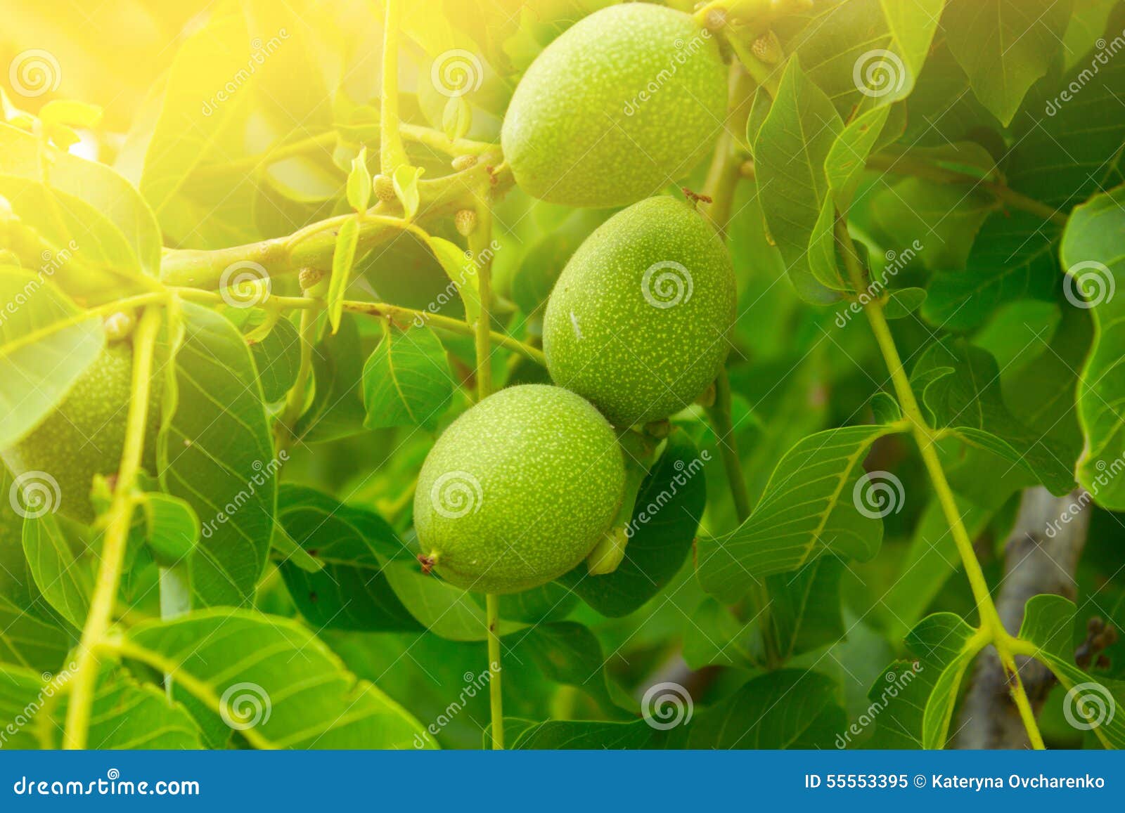 Walnuts on a tree stock image. Image of tree, nutshell - 55553395