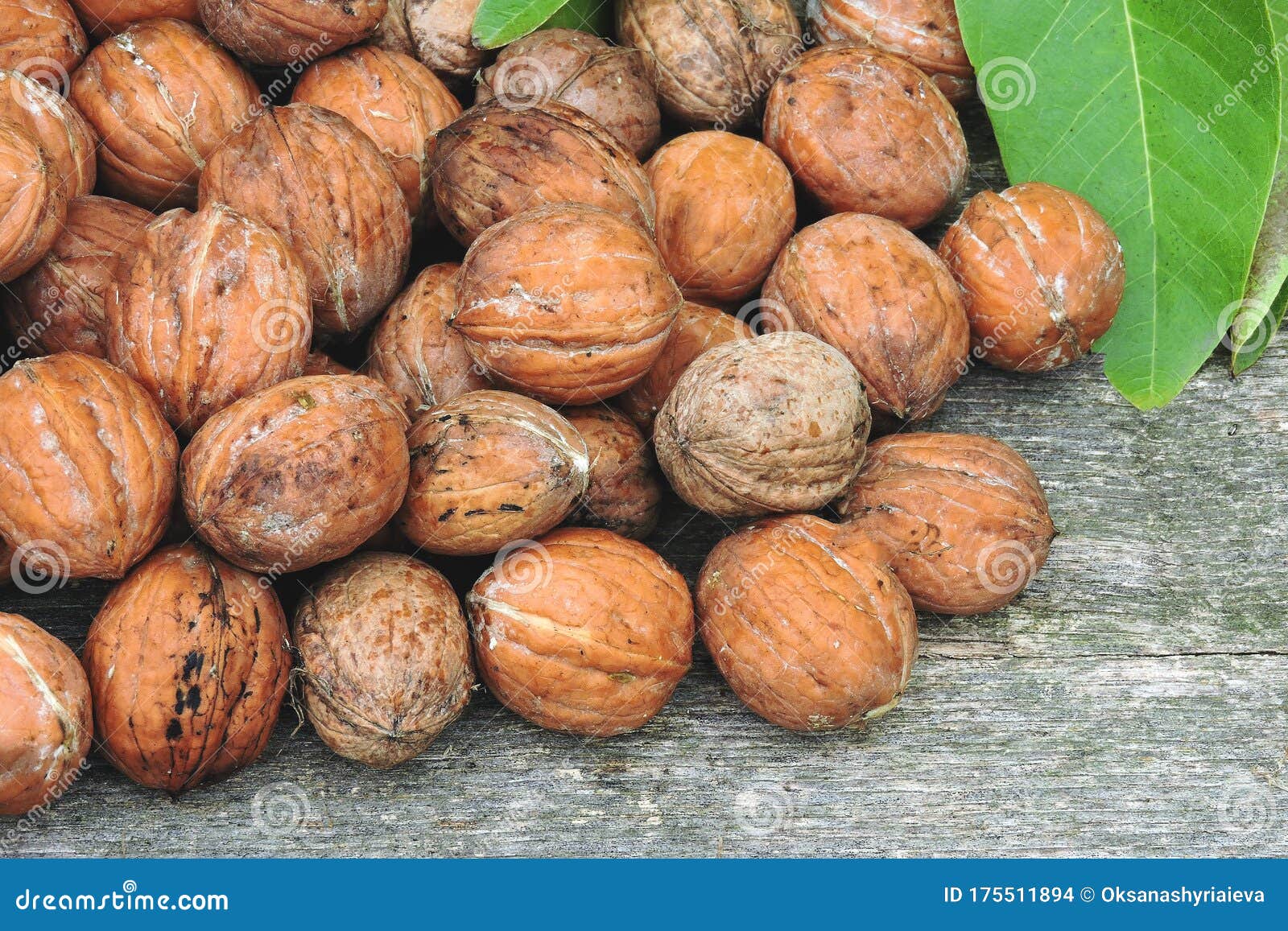 Walnuts from the Tree. Walnuts in Green Peel. Peeling Nuts from Green ...
