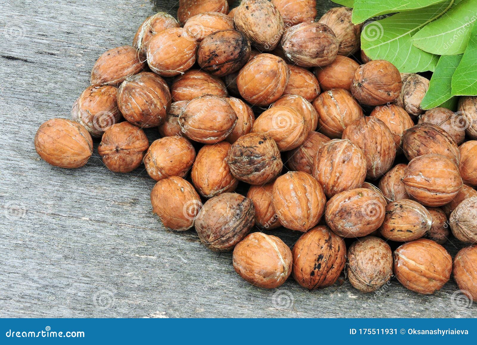 Walnuts from the Tree. Walnuts in Green Peel. Peeling Nuts from Green ...