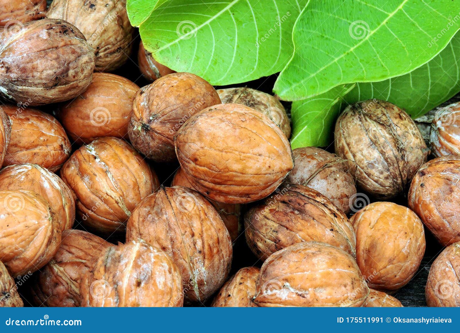 Walnuts from the Tree. Walnuts in Green Peel. Peeling Nuts from Green ...