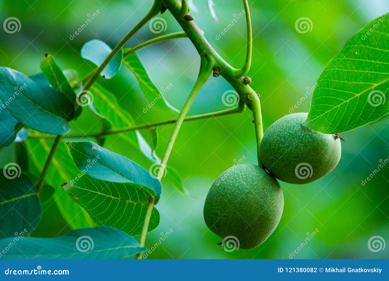 Walnuts on a tree stock photo. Image of health, harvest - 121380082