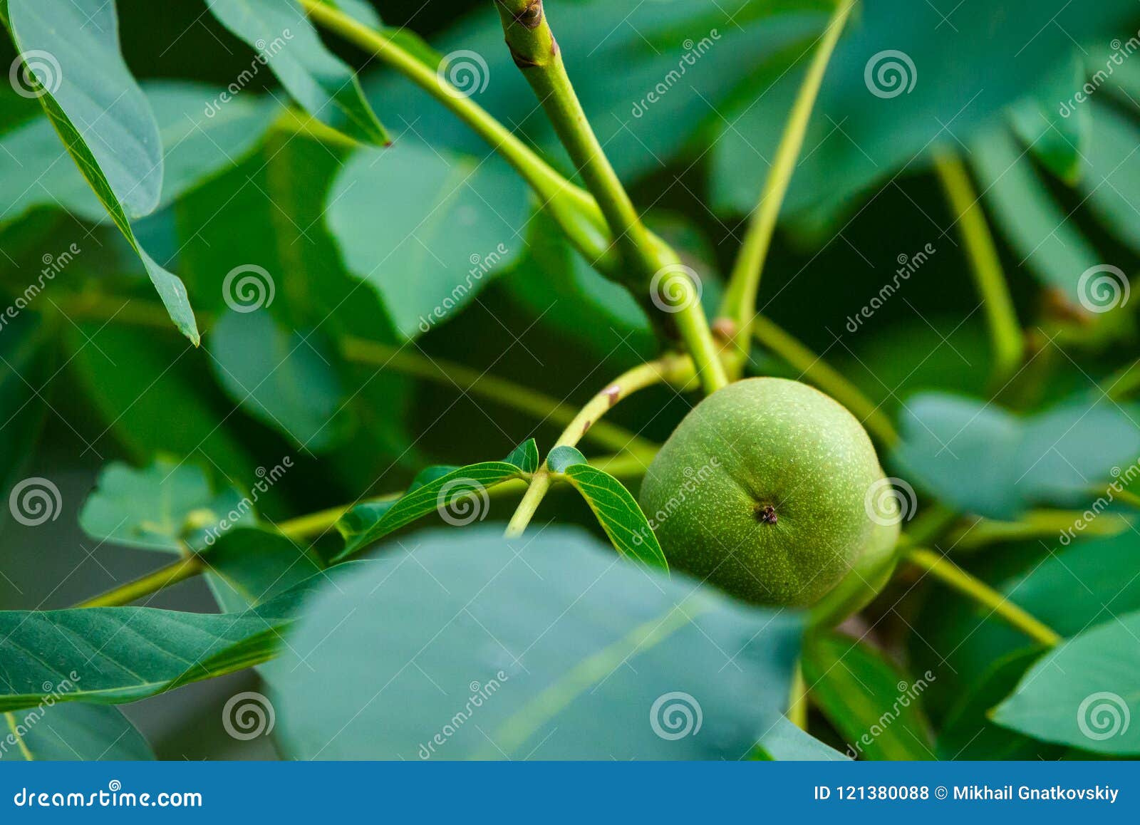 Walnuts on a tree stock photo. Image of farming, healthy - 121380088