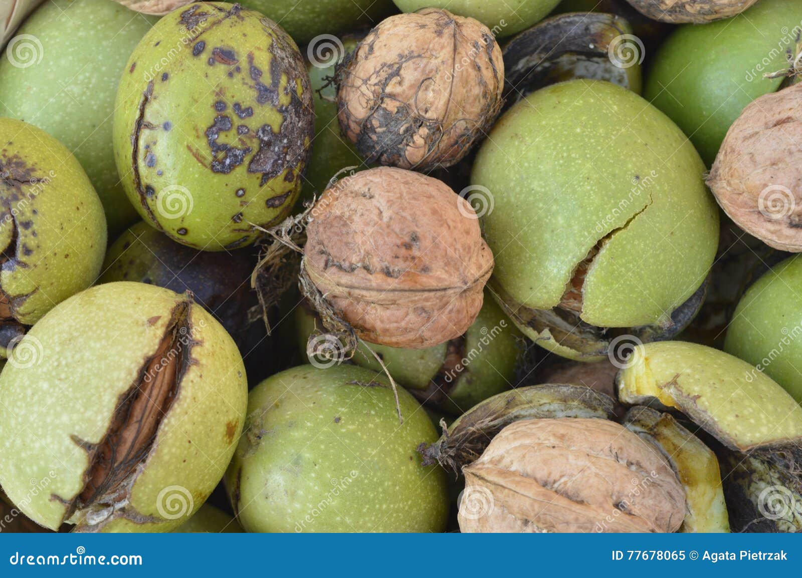 Walnuts stock image. Image of juglans, food, nutshell - 77678065