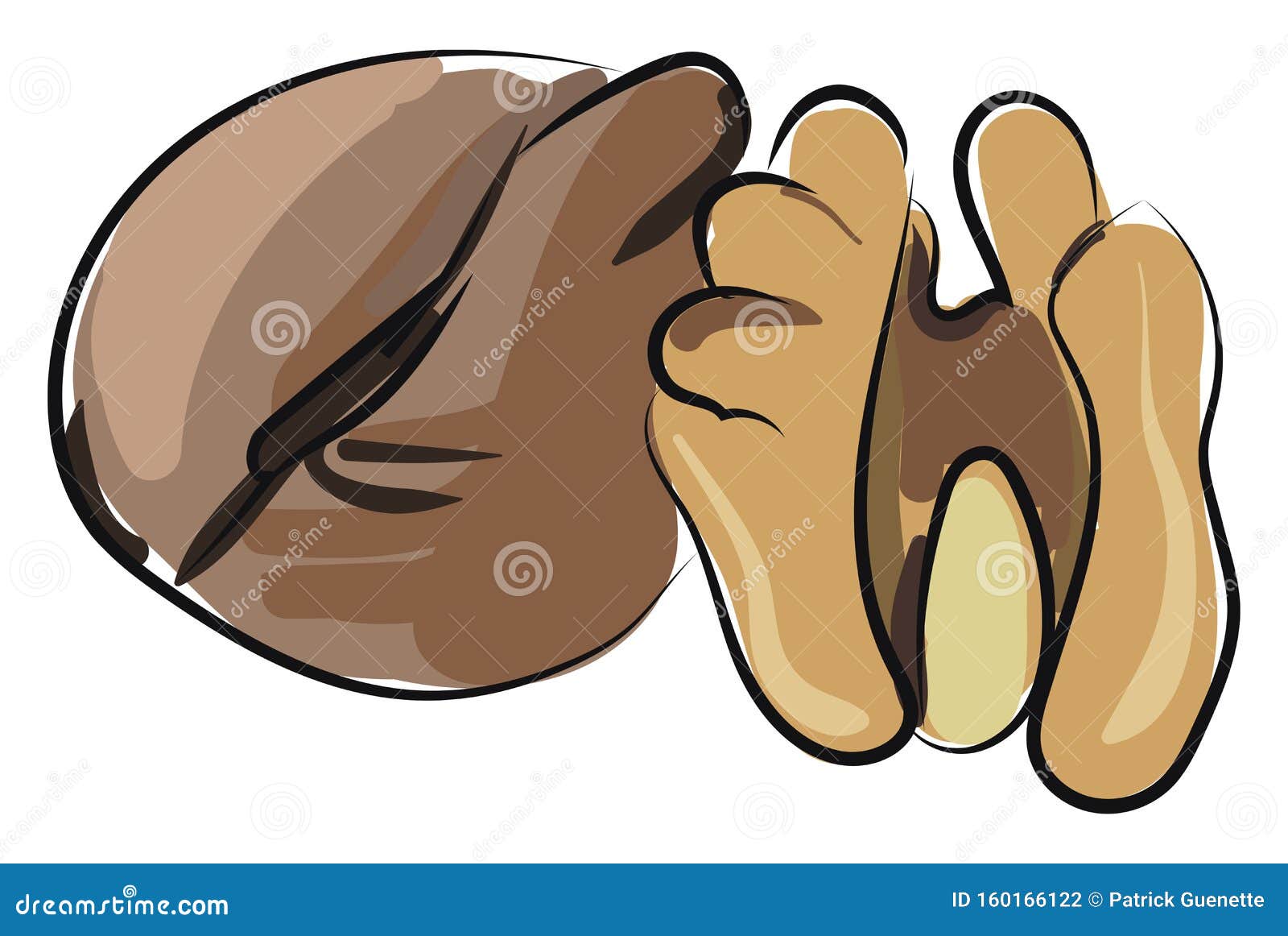 Walnuts, Vector or Color Illustration Stock Vector - Illustration of ...