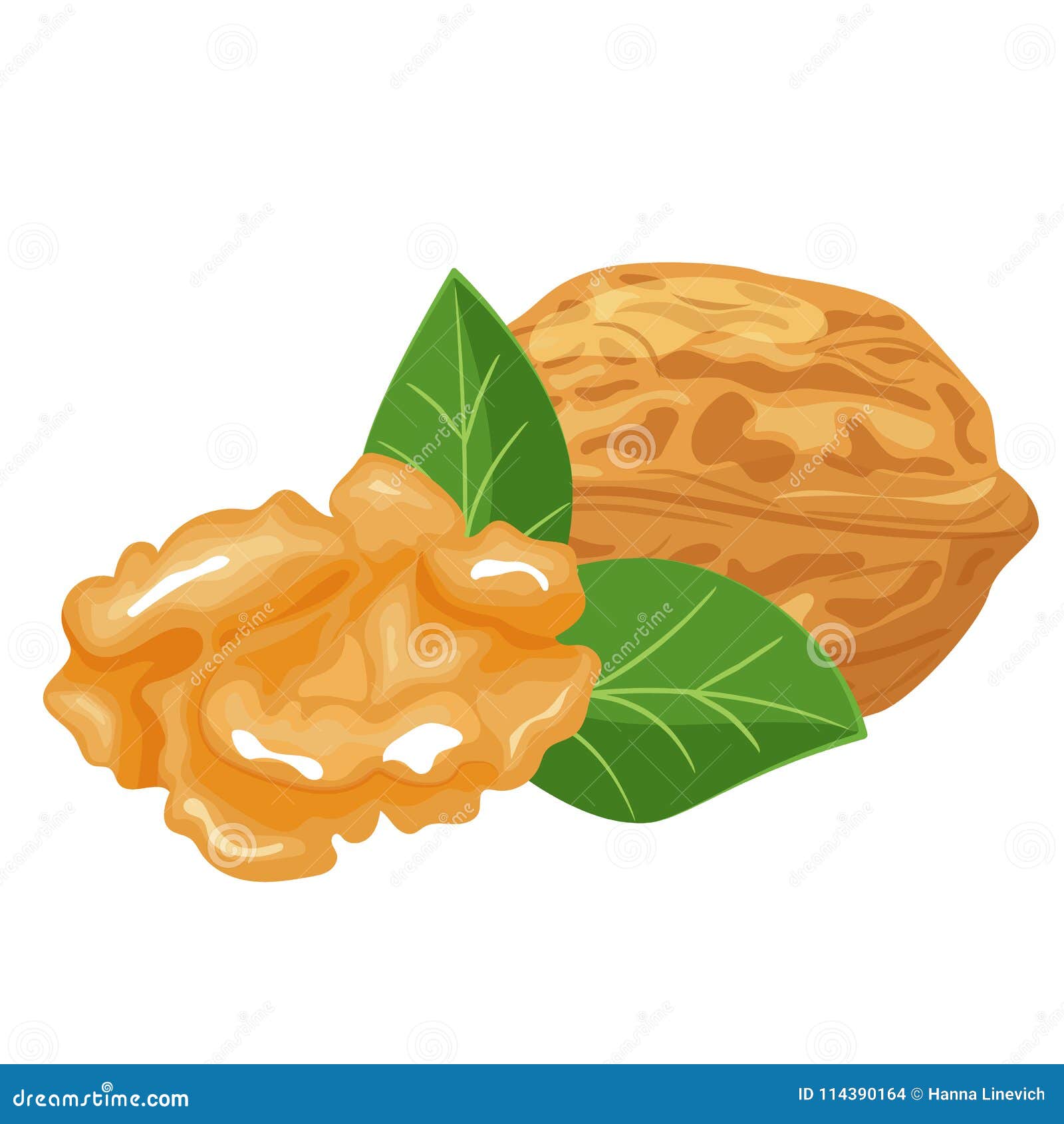Walnuts Vector Illustration Hand Drawn Painted Watercolor Stock Vector ...