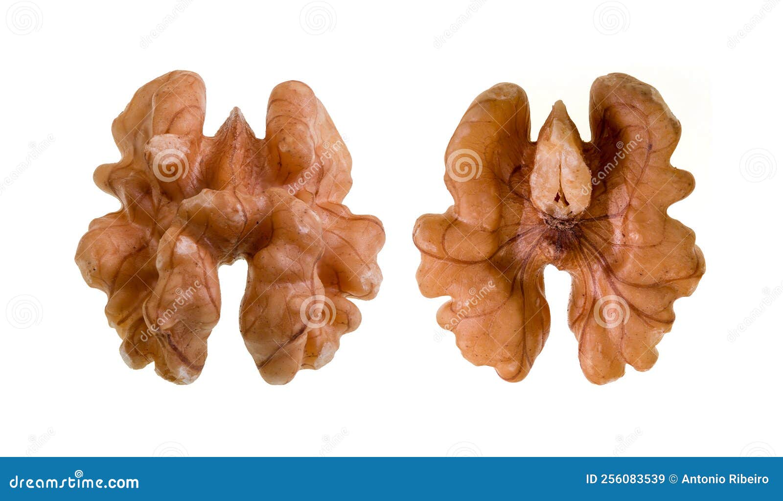 Walnuts on White Background Stock Image - Image of husk, regia: 256083539