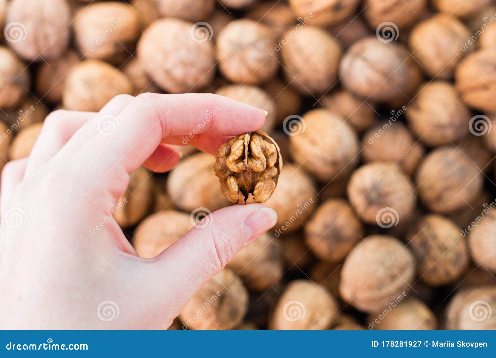 Walnut in Woman Hand, Hunan Hands Holding Kernels of Walnuts Stock ...