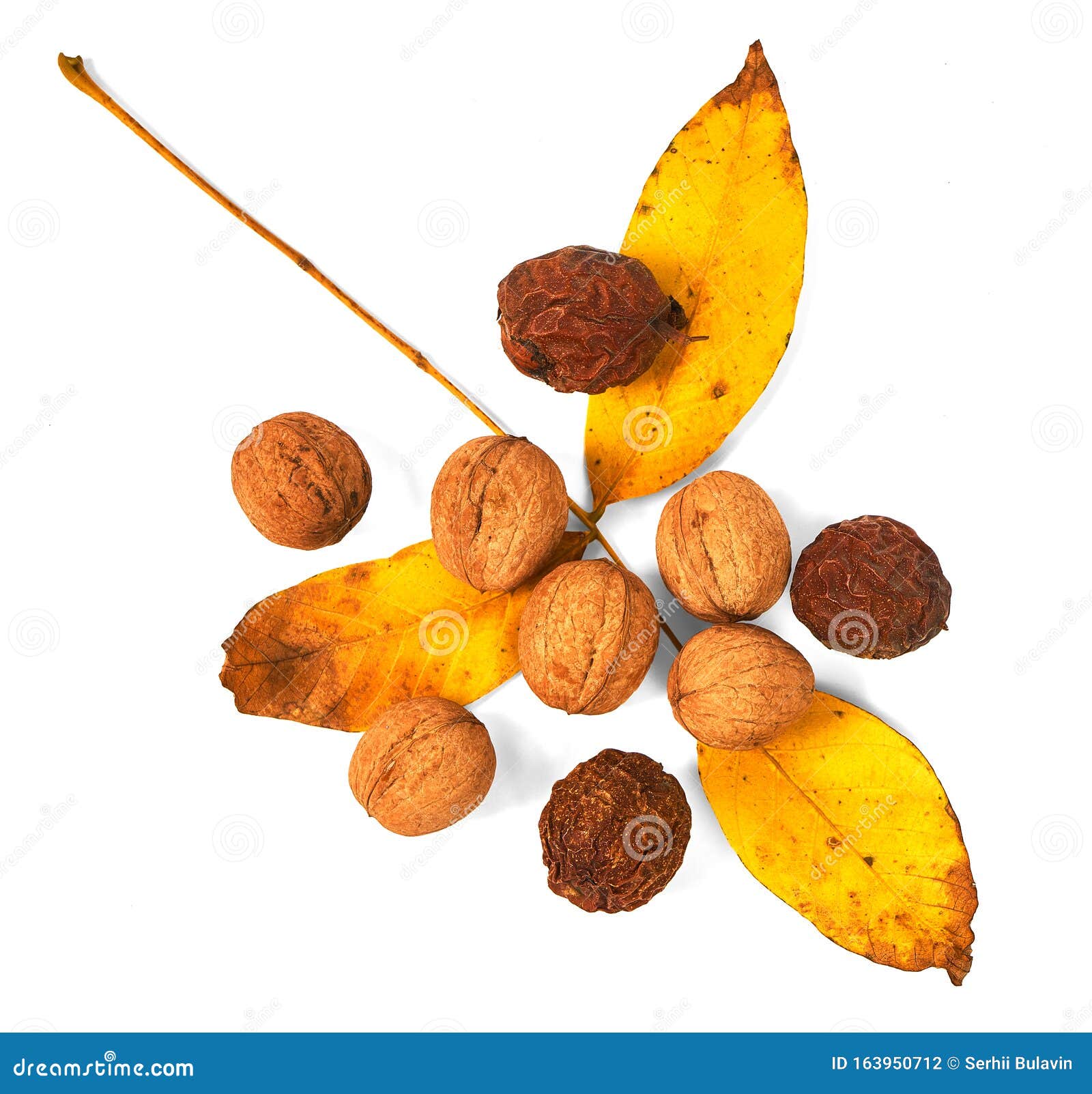 Walnuts with Yellow Autumn Leaves Isolated on White Background Stock ...