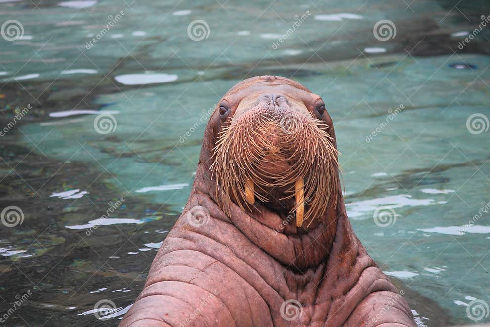 Walroß stockfoto. Bild von nave, meer, arktisch, marinesoldat - 32054780