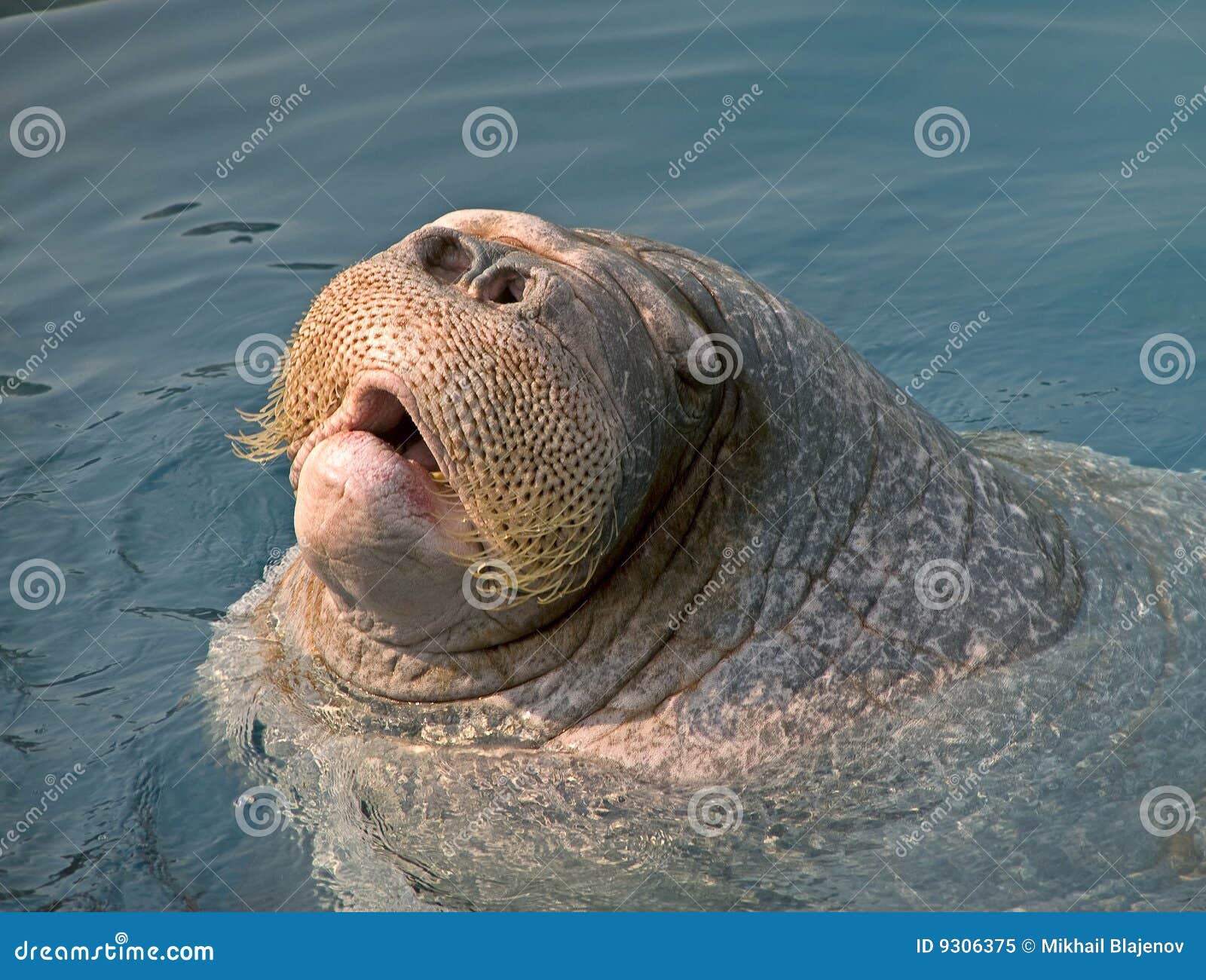 Walrus 1 stock image. Image of zoology, female, water - 9306375