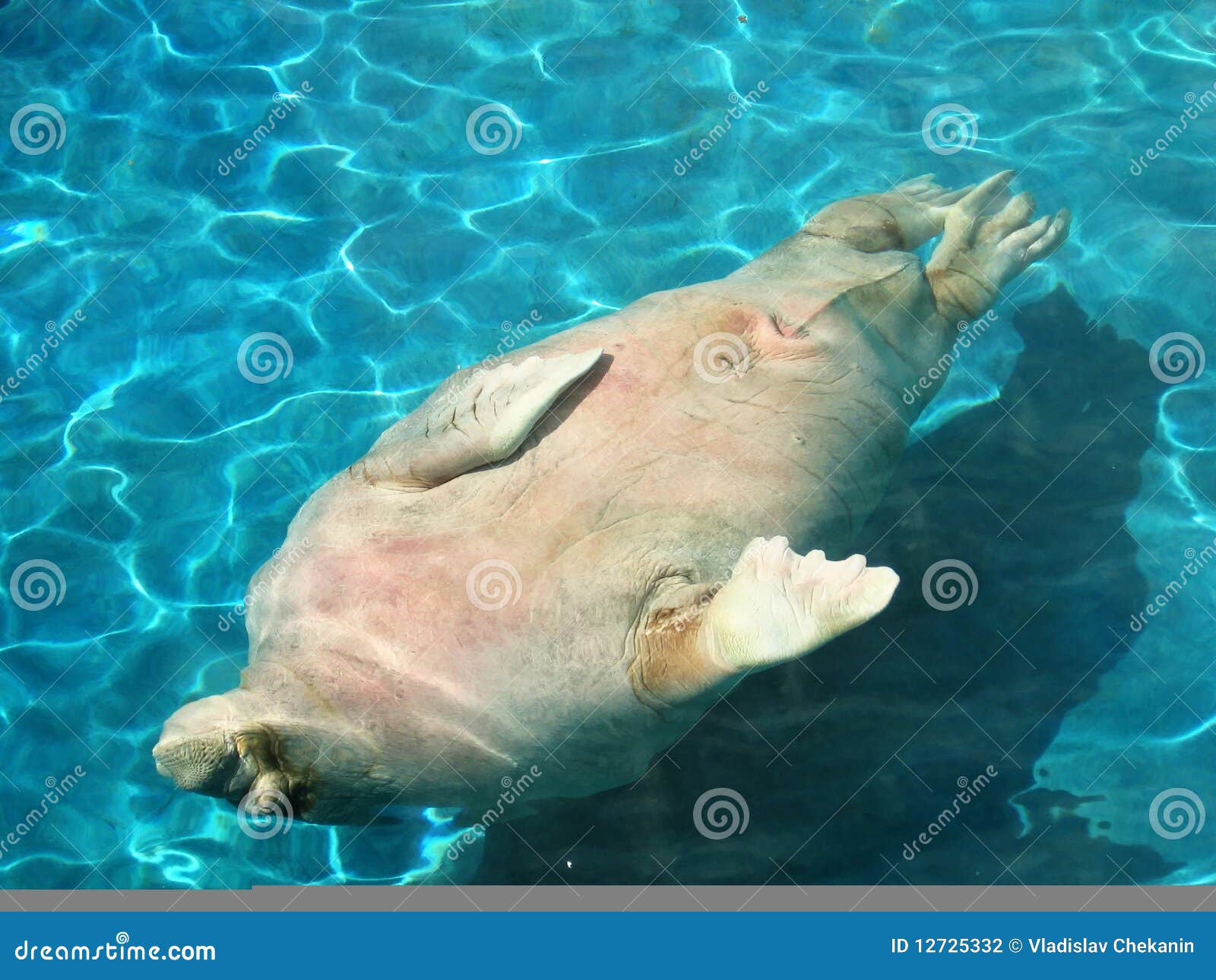 Walrus stock photo. Image of wild, fauna, shadow, marine - 12725332