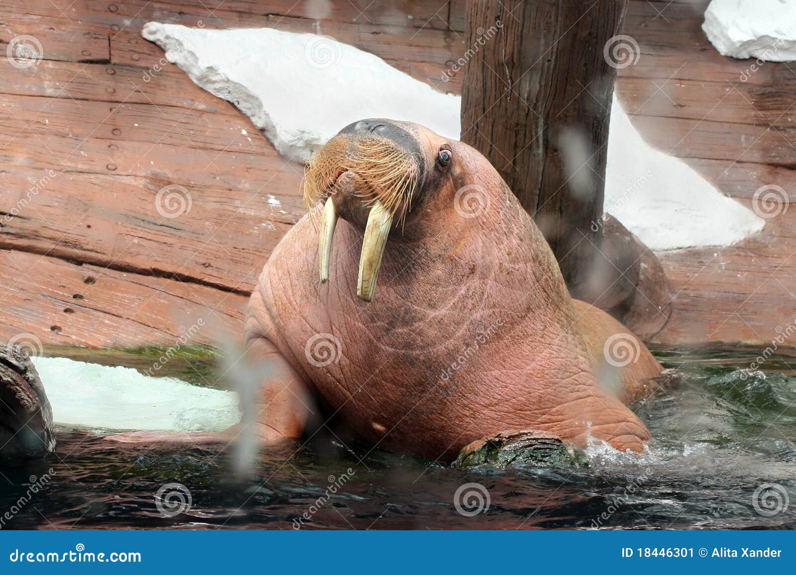 Walrus stock image. Image of marine, posing, spitsbergen - 18446301