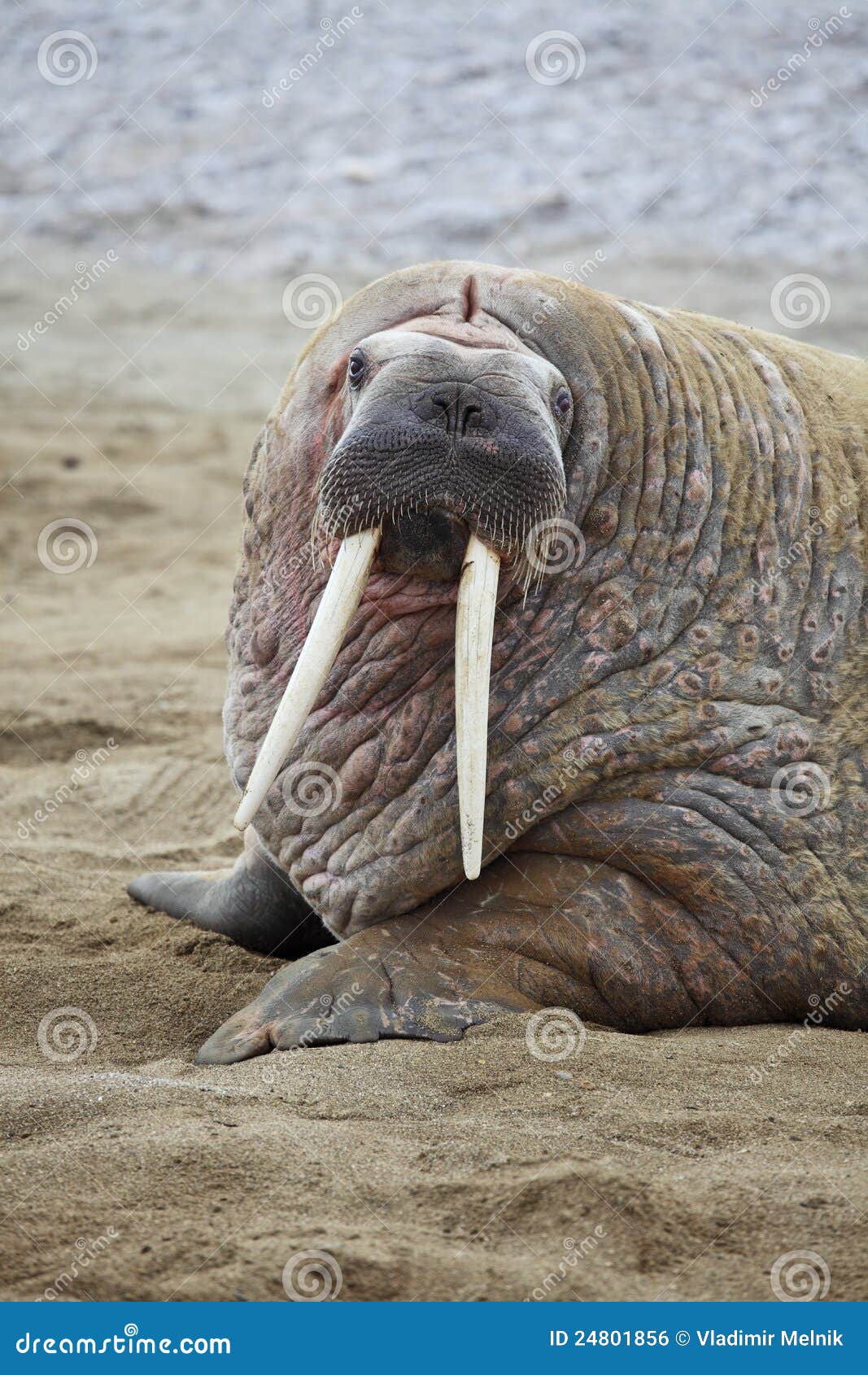 Walrus stock photo. Image of russia, dangerous, ocean - 24801856