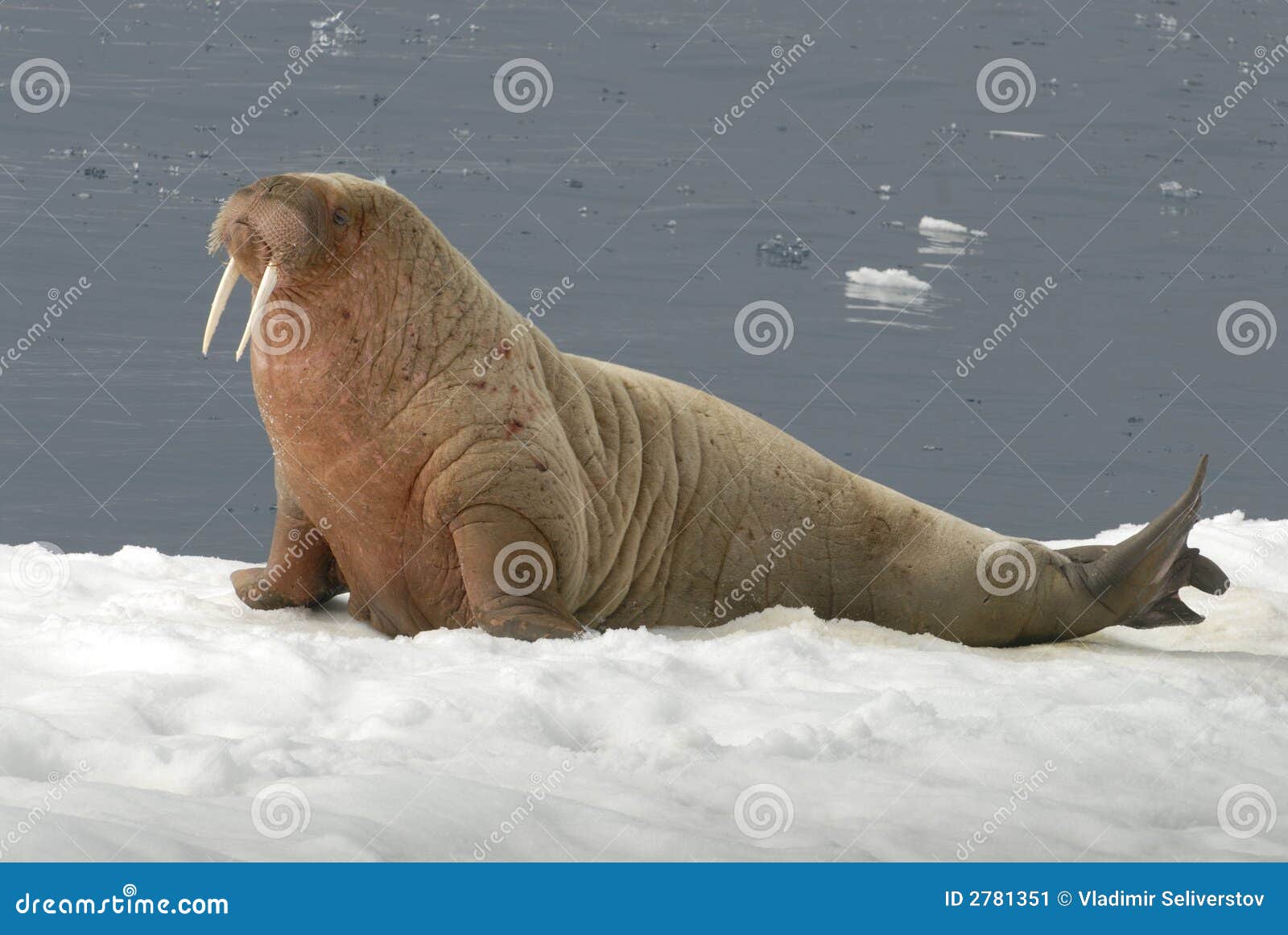 Walrus stock image. Image of arctocephalus, frost, blue - 2781351
