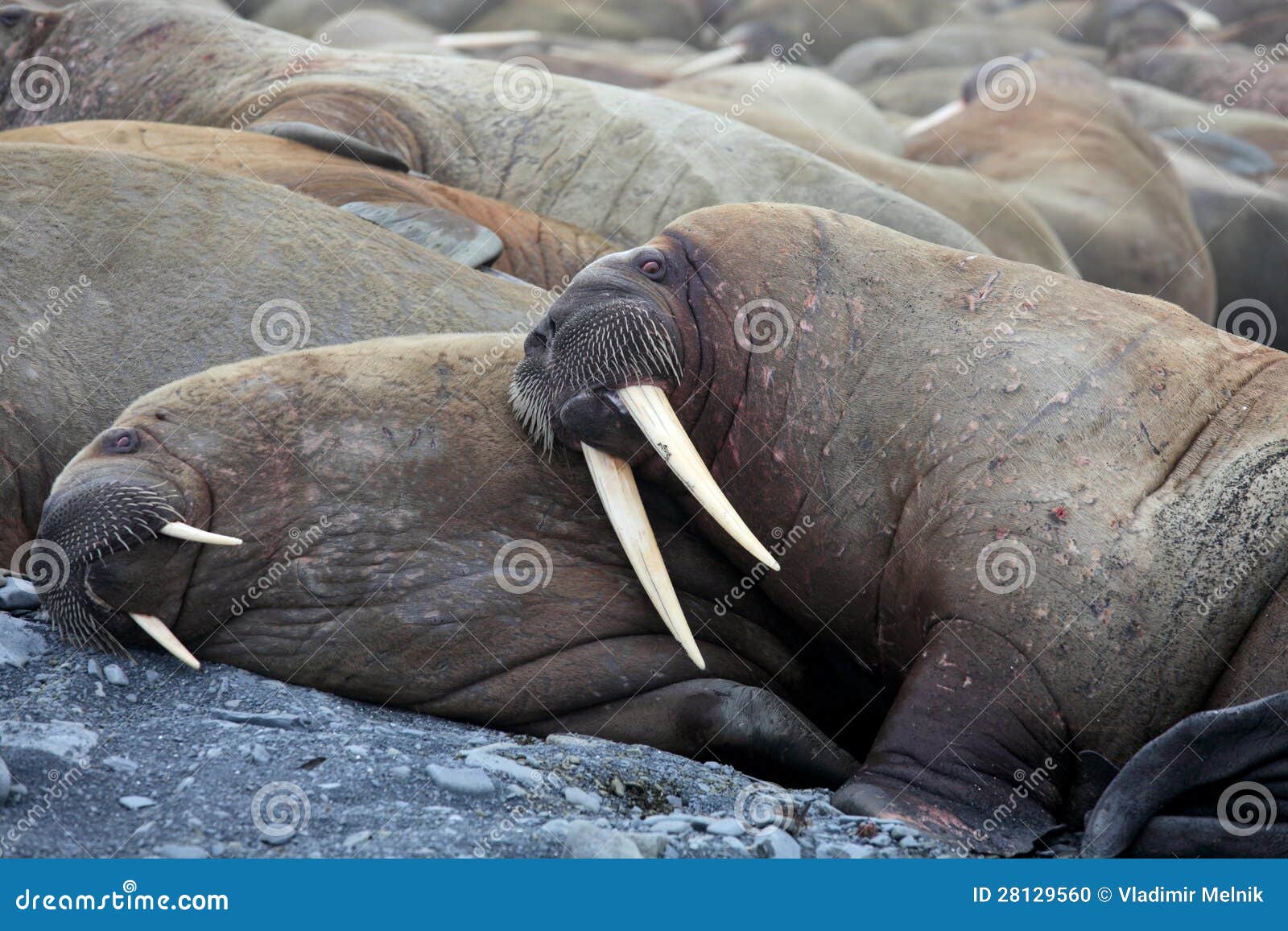 Walrus stock photo. Image of ground, rookery, circle - 28129560