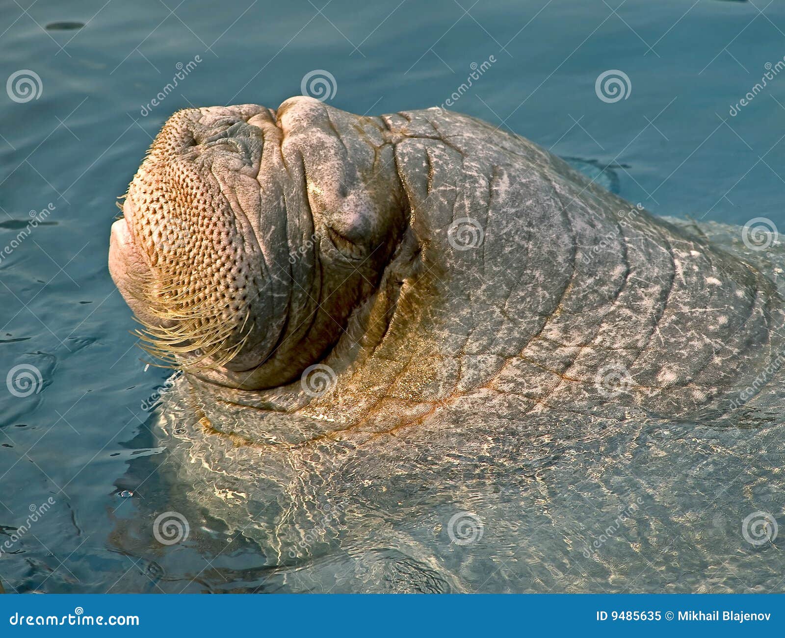 Walrus 3 stock image. Image of smooth, fauna, dive, fish - 9485635
