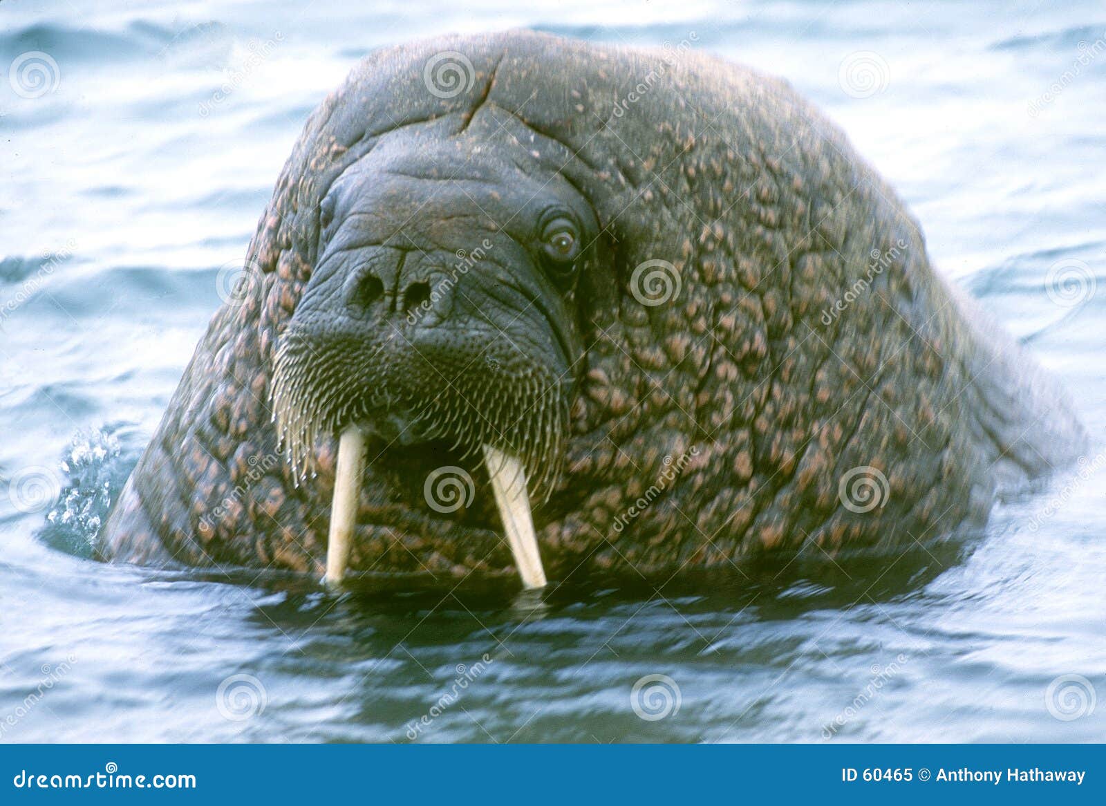 Walrus stock image. Image of tusks, animal, odobenidae, family - 60465