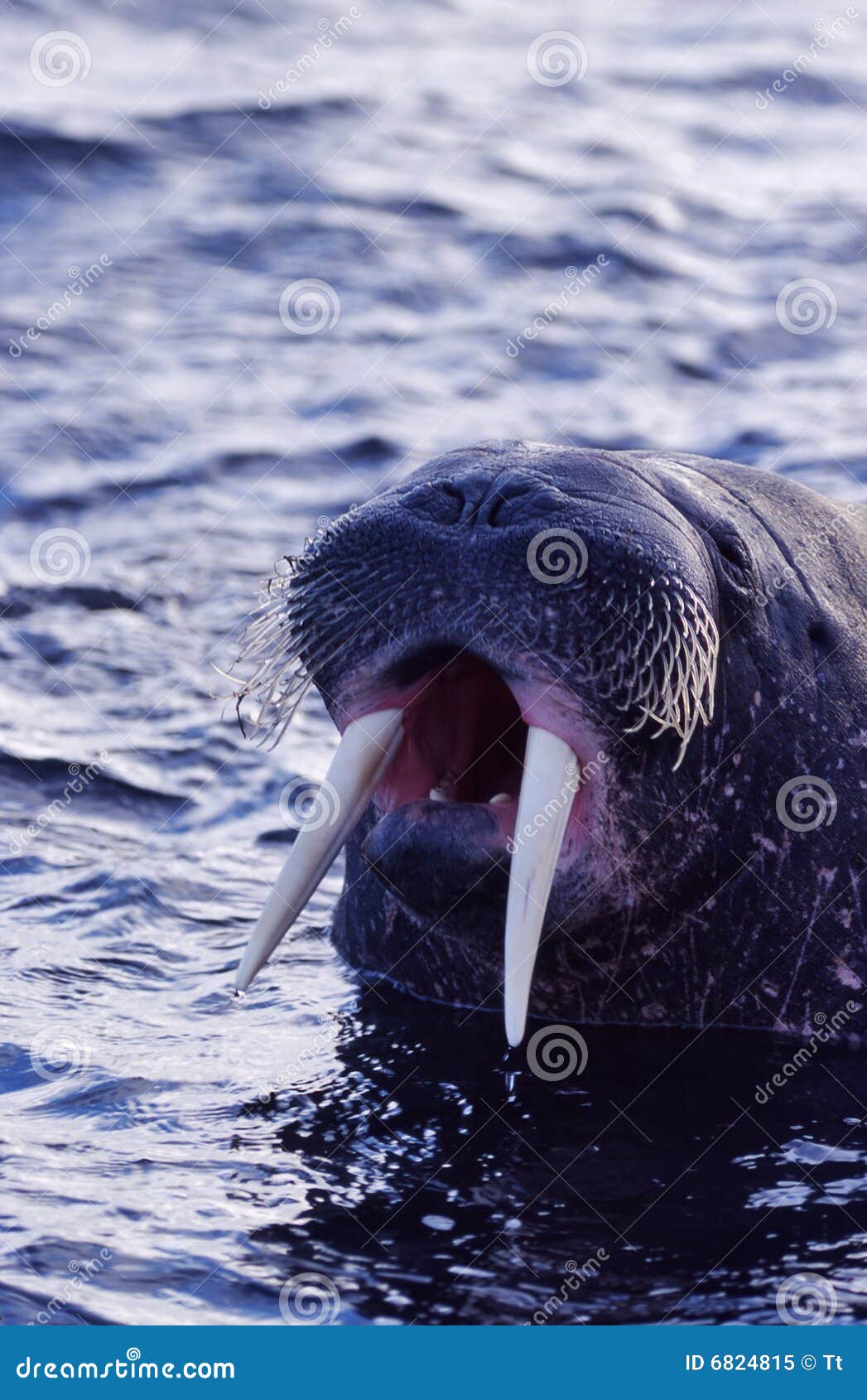Walrus stock image. Image of face, surf, head, preserve - 6824815