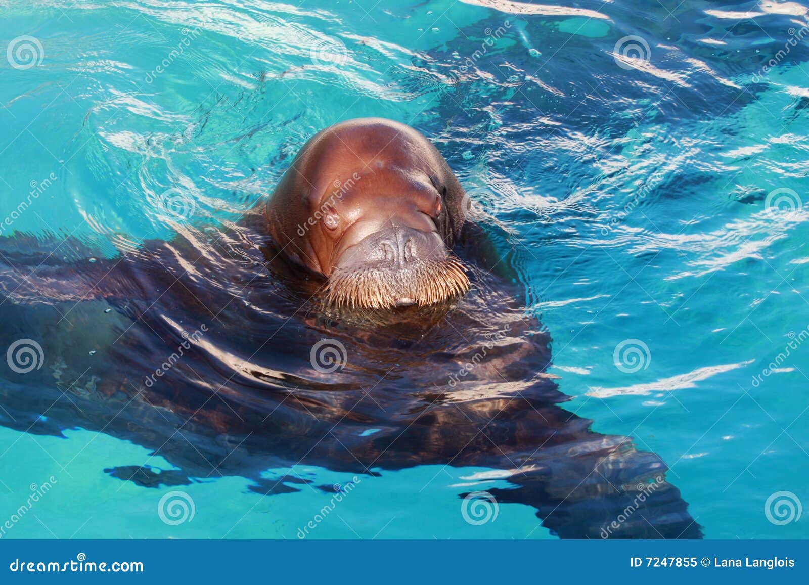 Walrus stock image. Image of mustache, portrait, blue - 7247855