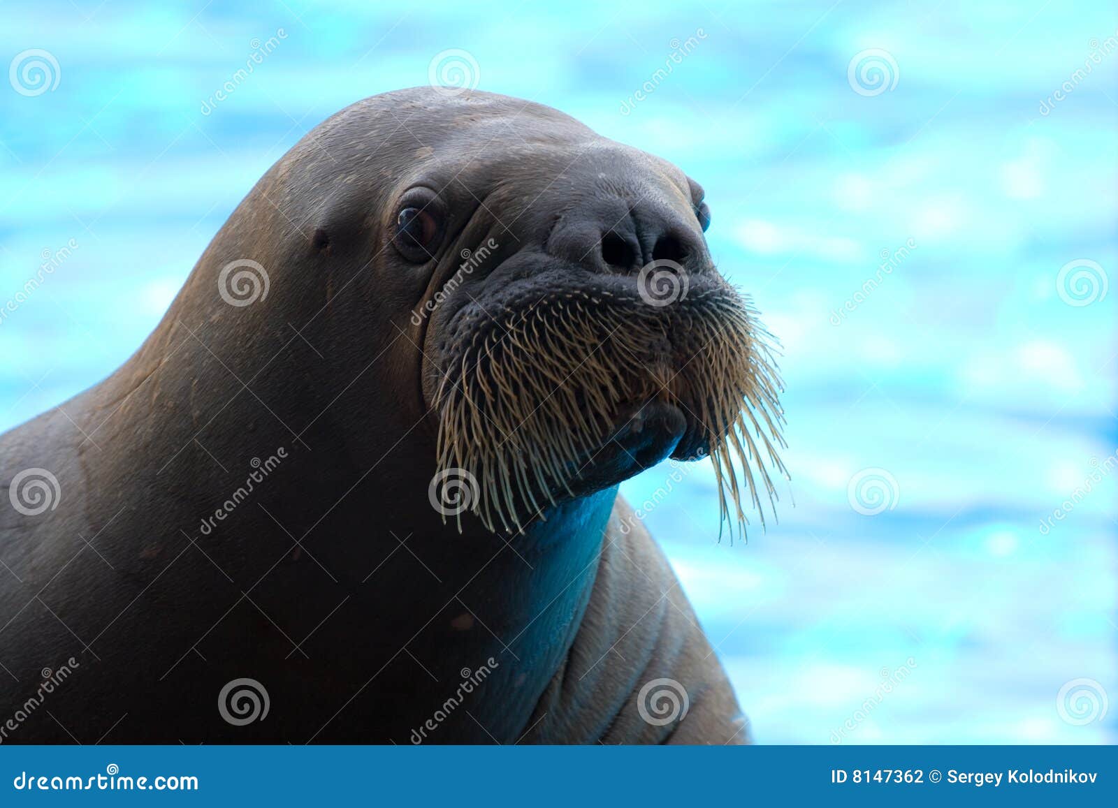 208 Walrus Fish Stock Photos - Free & Royalty-Free Stock Photos from ...