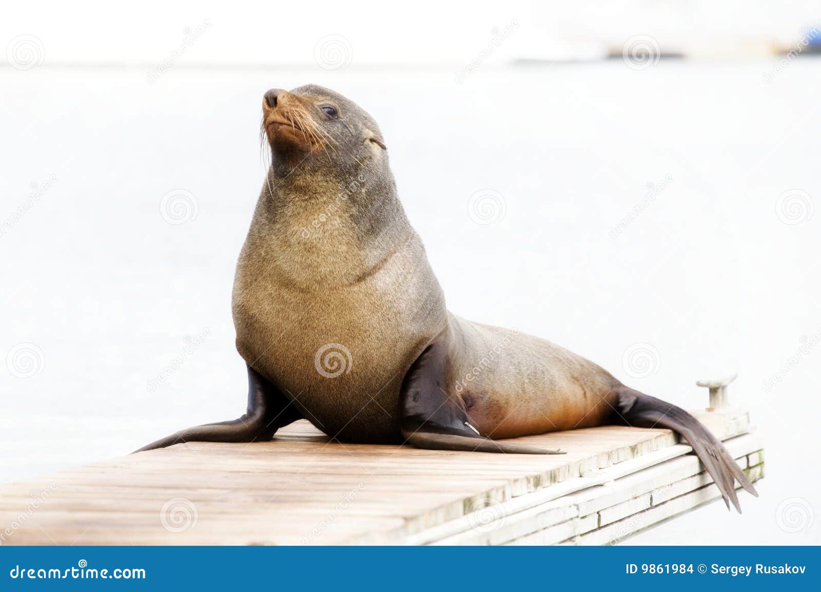 Walrus stock photo. Image of famale, camera, mustache - 9861984