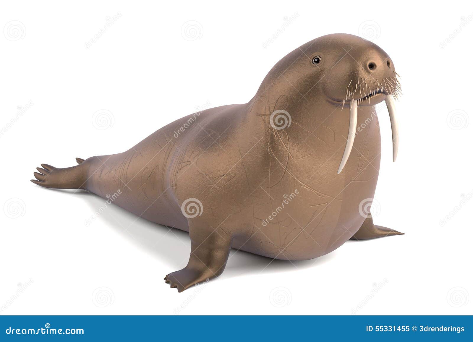 Walrus animal stock illustration. Illustration of graphics - 55331455