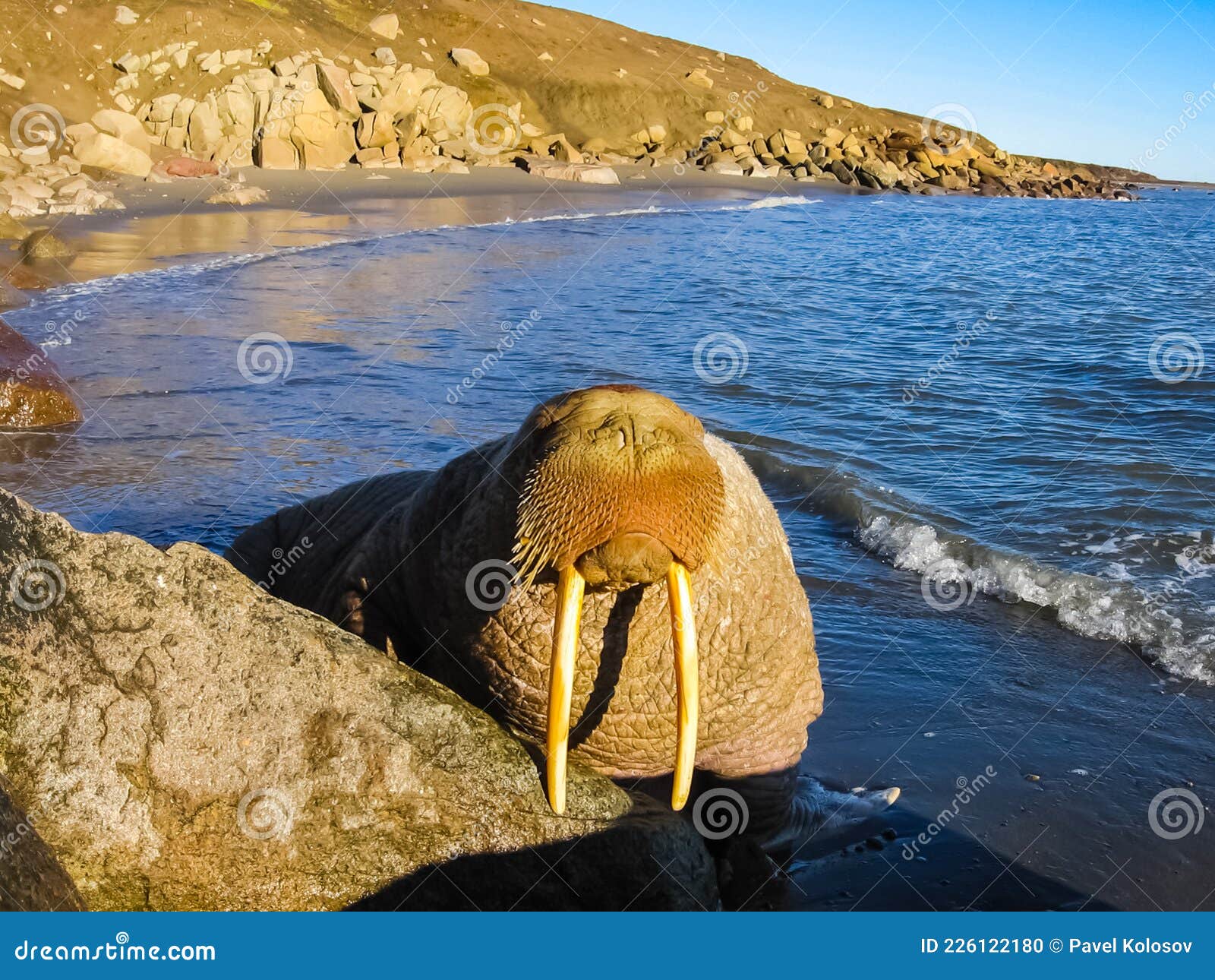 Walrus in the Arctic Ocean stock photo. Image of ethnic - 226122180