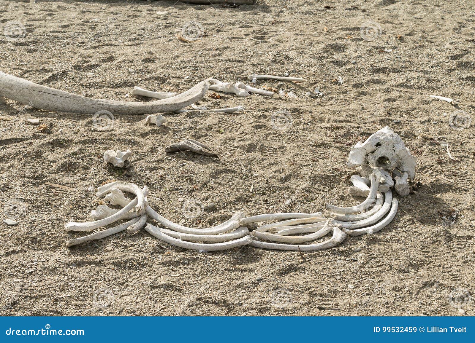 Walrus Bones Photos - Free & Royalty-Free Stock Photos from Dreamstime