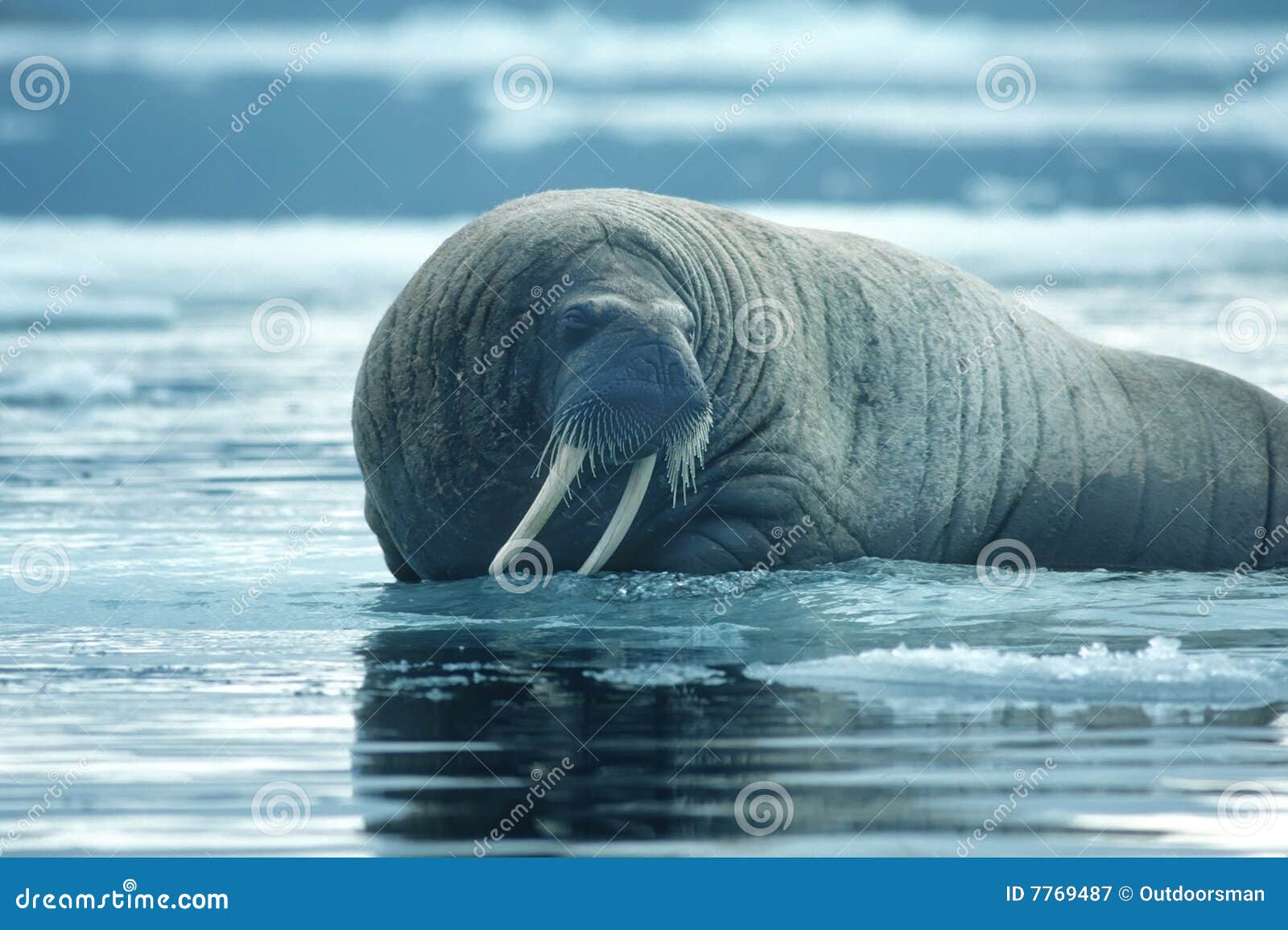 Walrus bull stock image. Image of canada, bull, arctic - 7769487