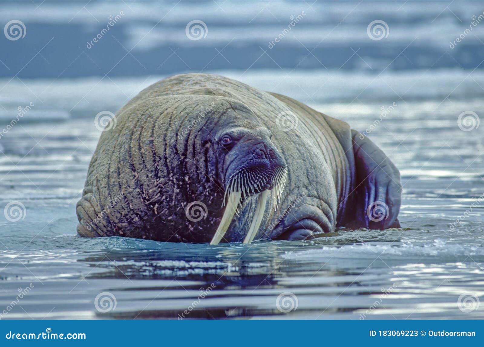 Walrus Bull in Canadian Arctic Stock Image - Image of canada, wildlife ...