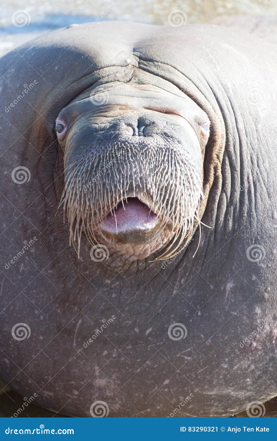 Walrus stock image. Image of close, brown, tongue, walrus - 83290321