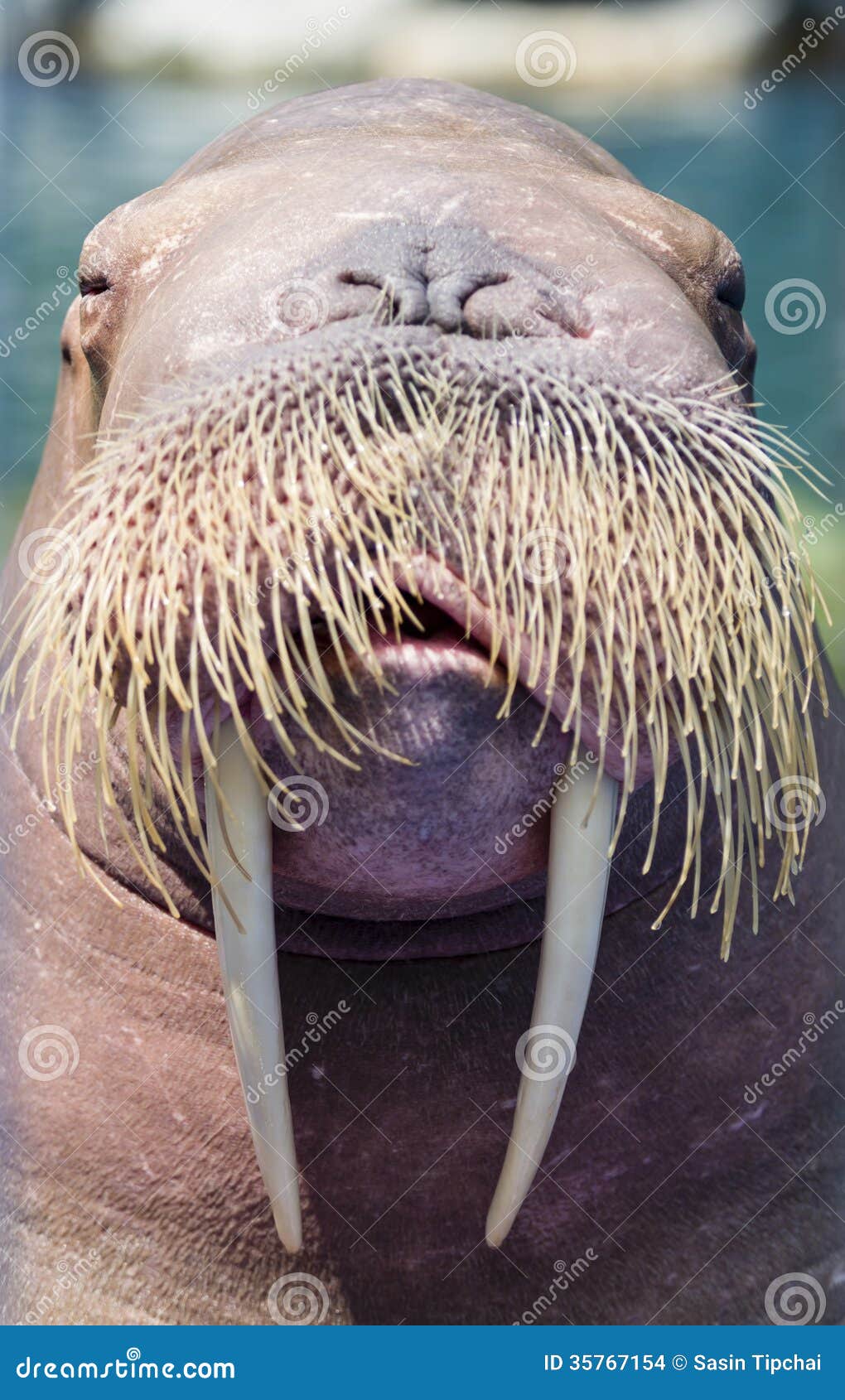 A walrus, closeup stock photo. Image of nature, male - 35767154