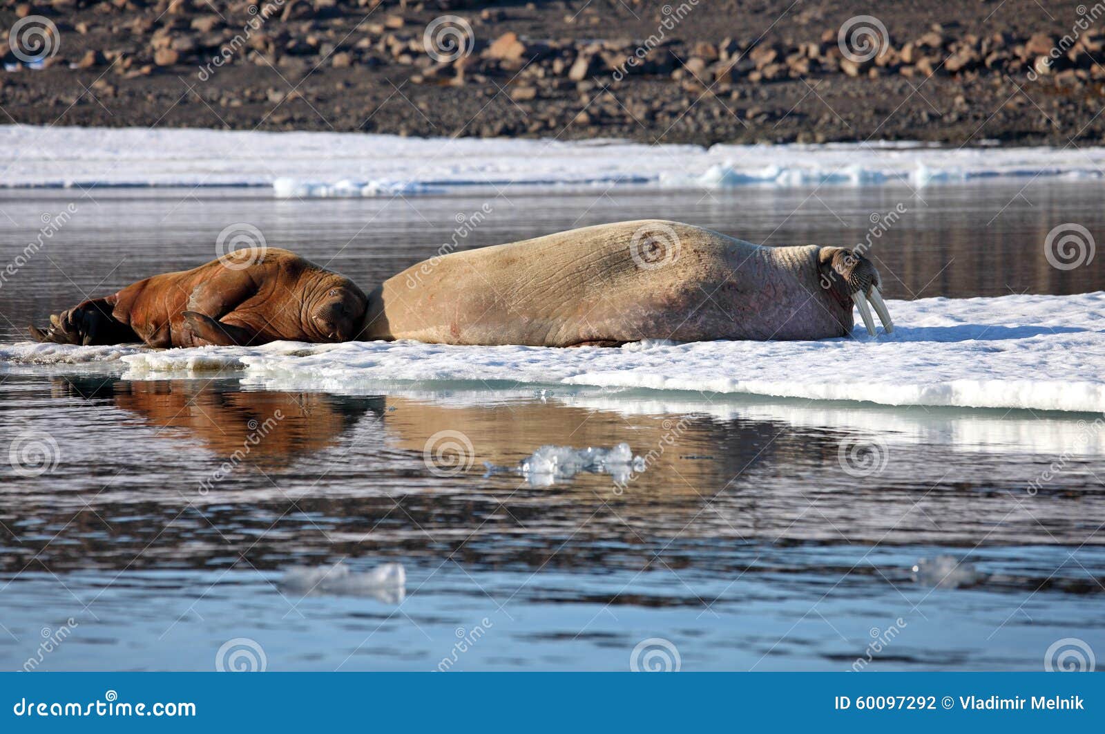 Walrus cow with cub stock photo. Image of mammal, relaxation - 60097292