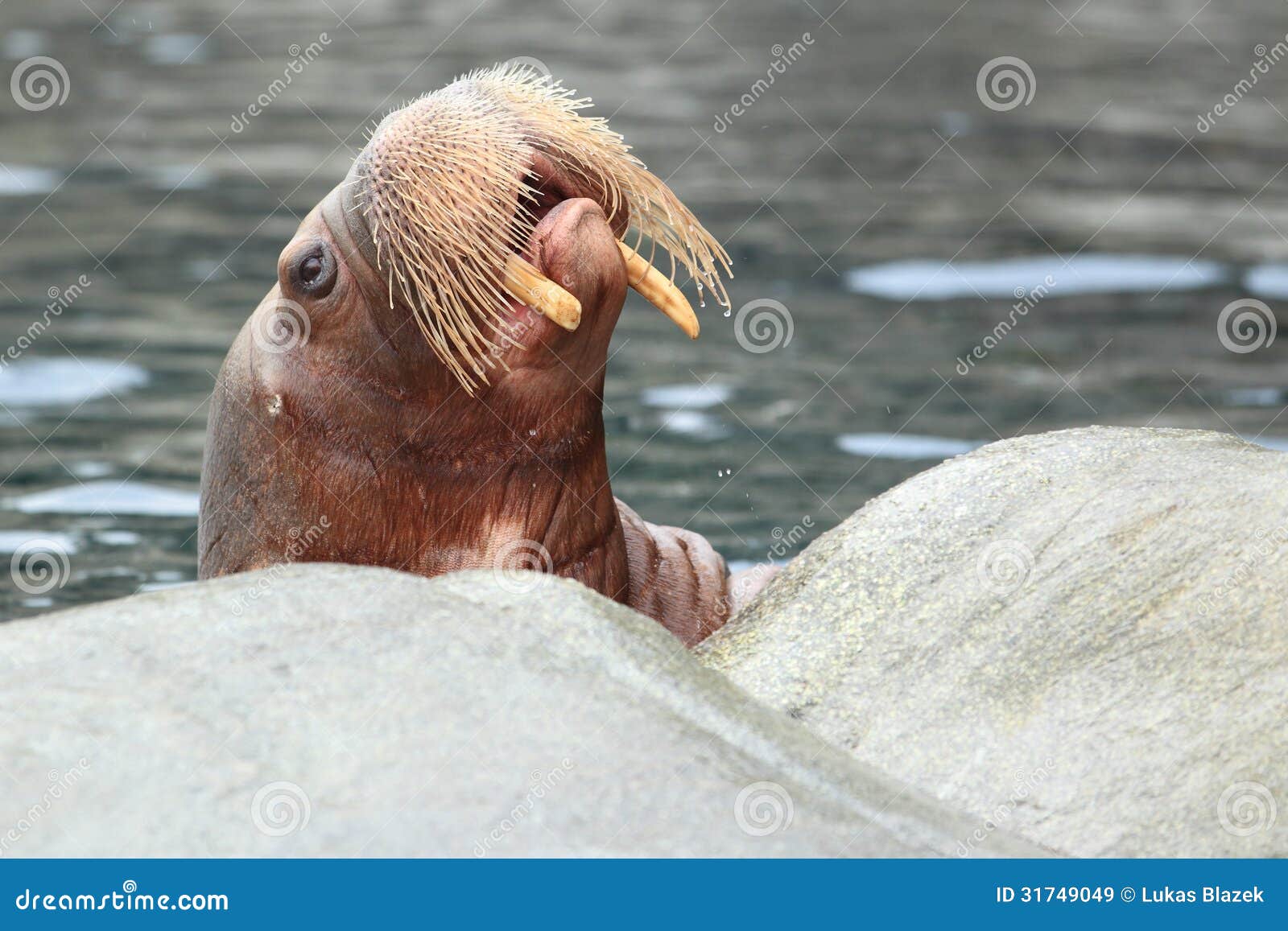 Walrus stock image. Image of water, walrus, atlantic - 31749049