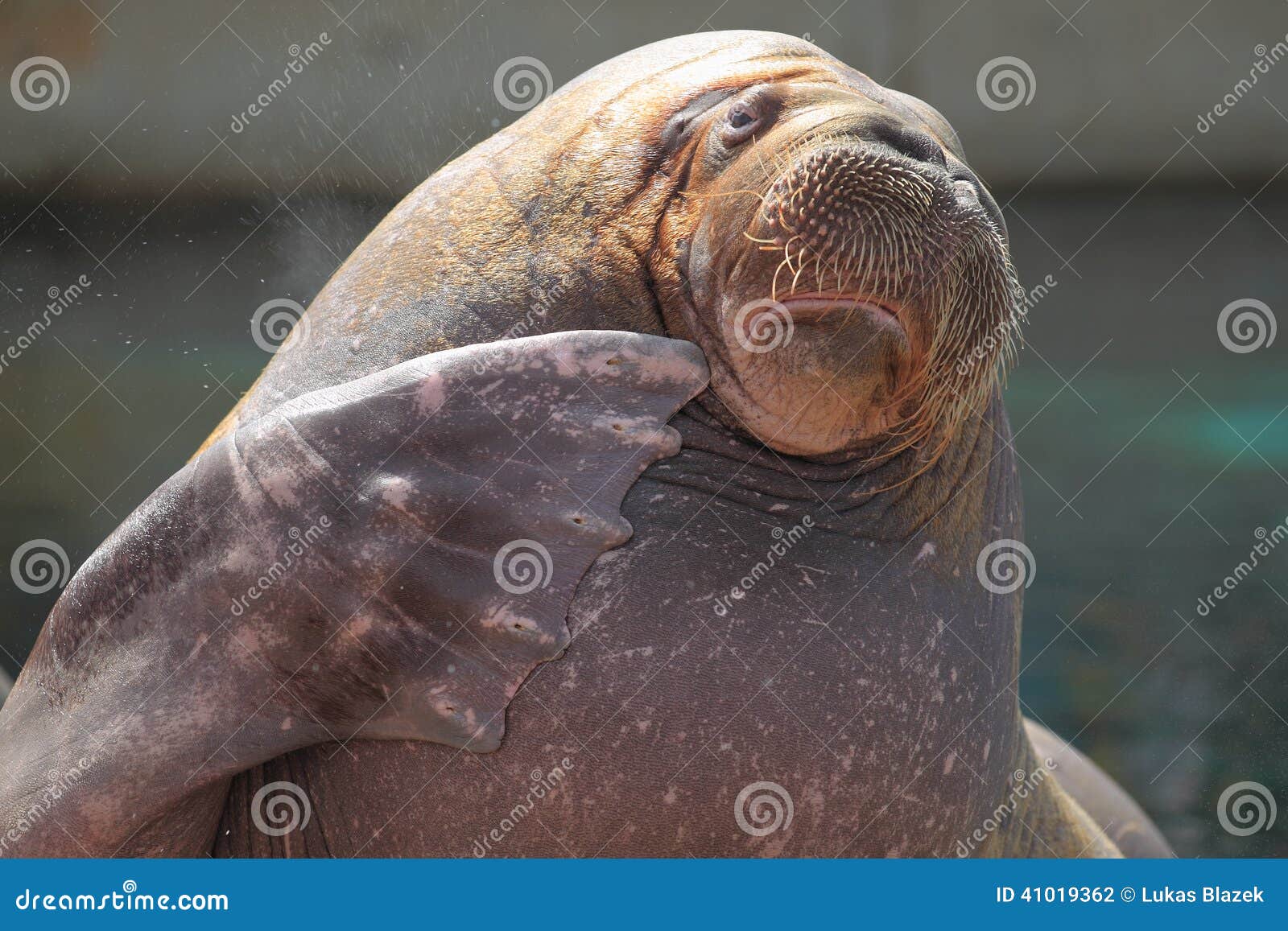 Walrus detail stock photo. Image of walrus, rosmarus - 41019362