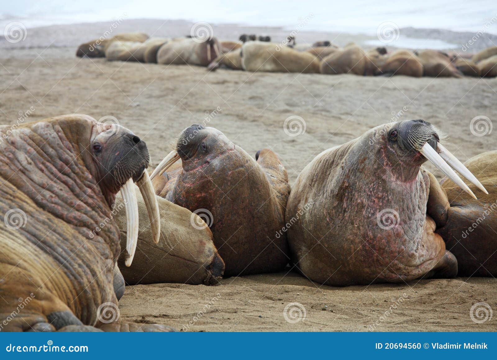 Walrus family haul out stock photo. Image of russian - 20694560