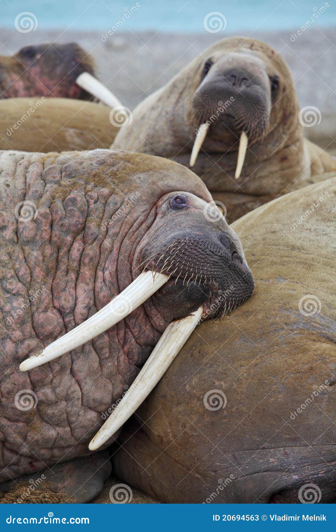 Walrus Haul Out