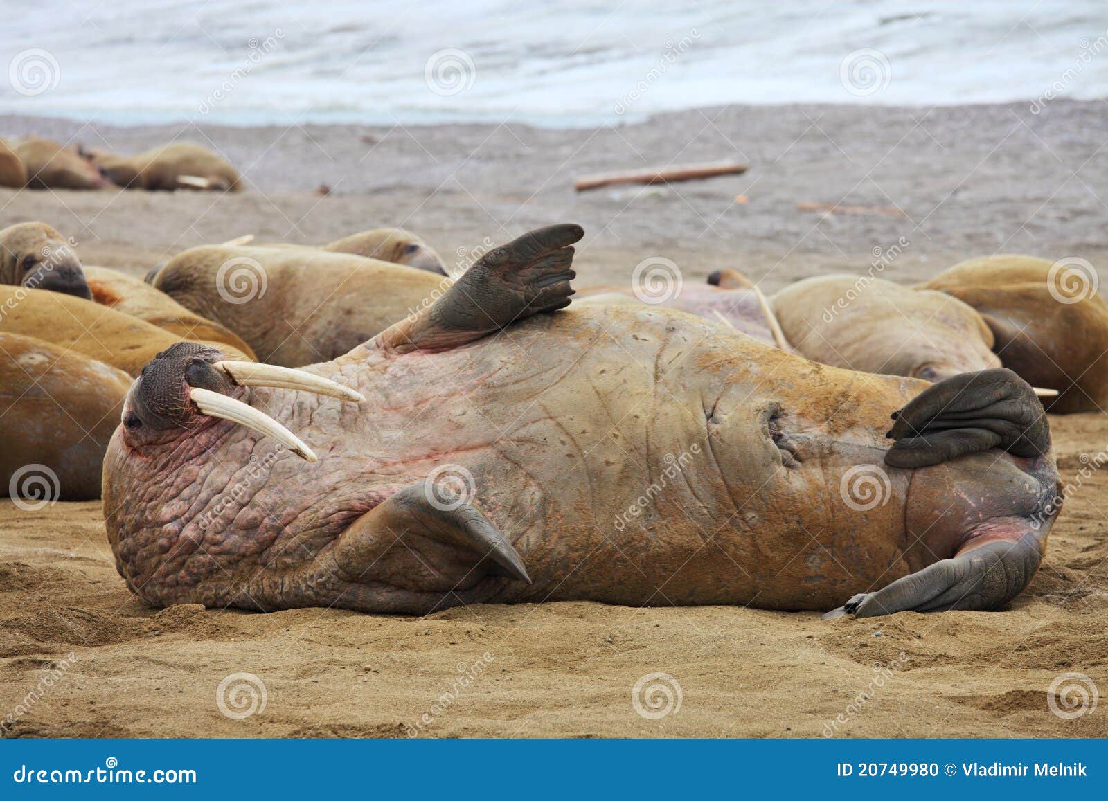 Walrus family haul out stock photo. Image of relaxation - 20749980