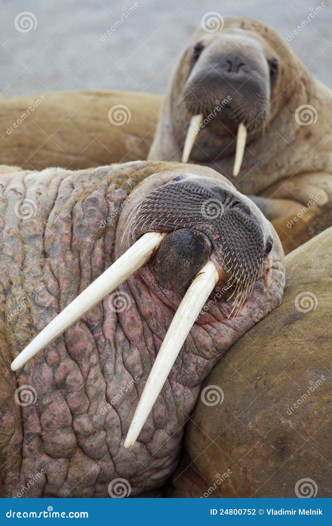 Walrus family haul out stock photo. Image of herd, haul - 24800752