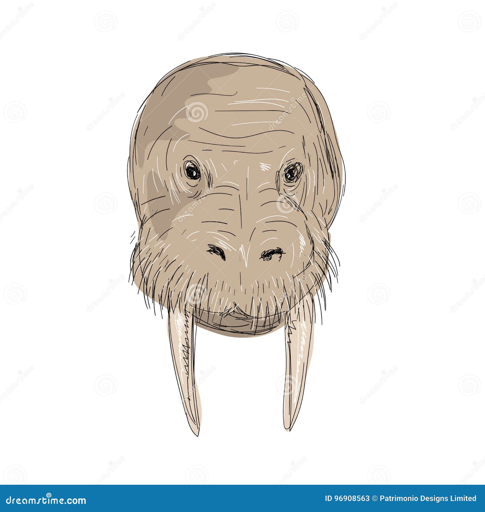 Walrus Head Face Animal Animal Vector Illustration Transparent ...