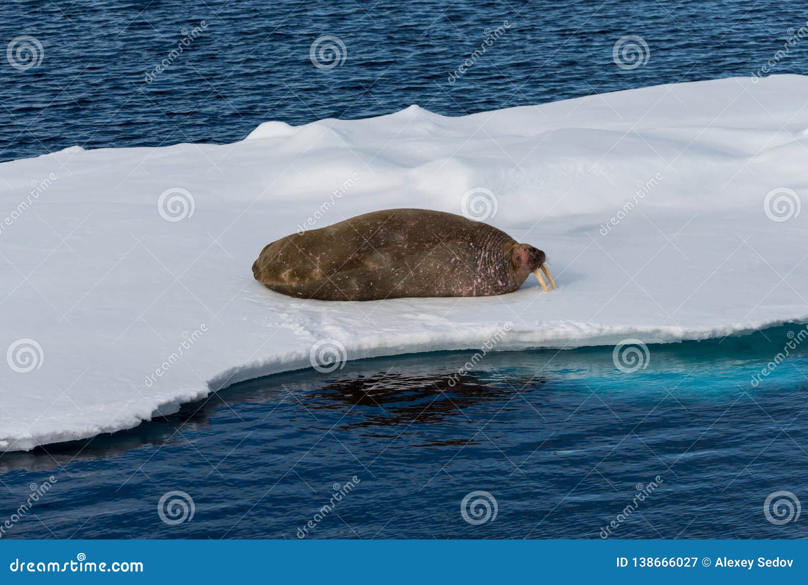 Walrus Lying on the Pack Ice North of Spitsbergen Island Stock Image ...