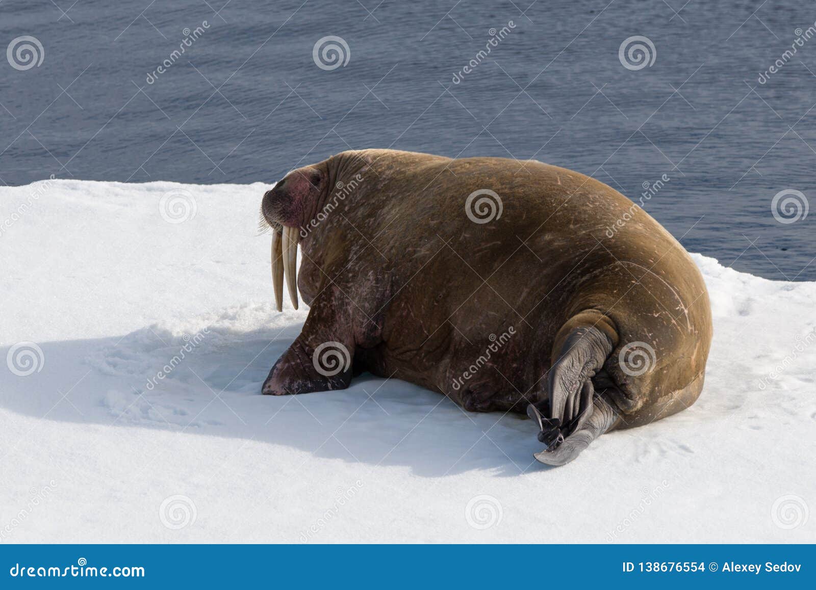 Walrus Lying on the Pack Ice North of Spitsbergen Island, Svalbard ...
