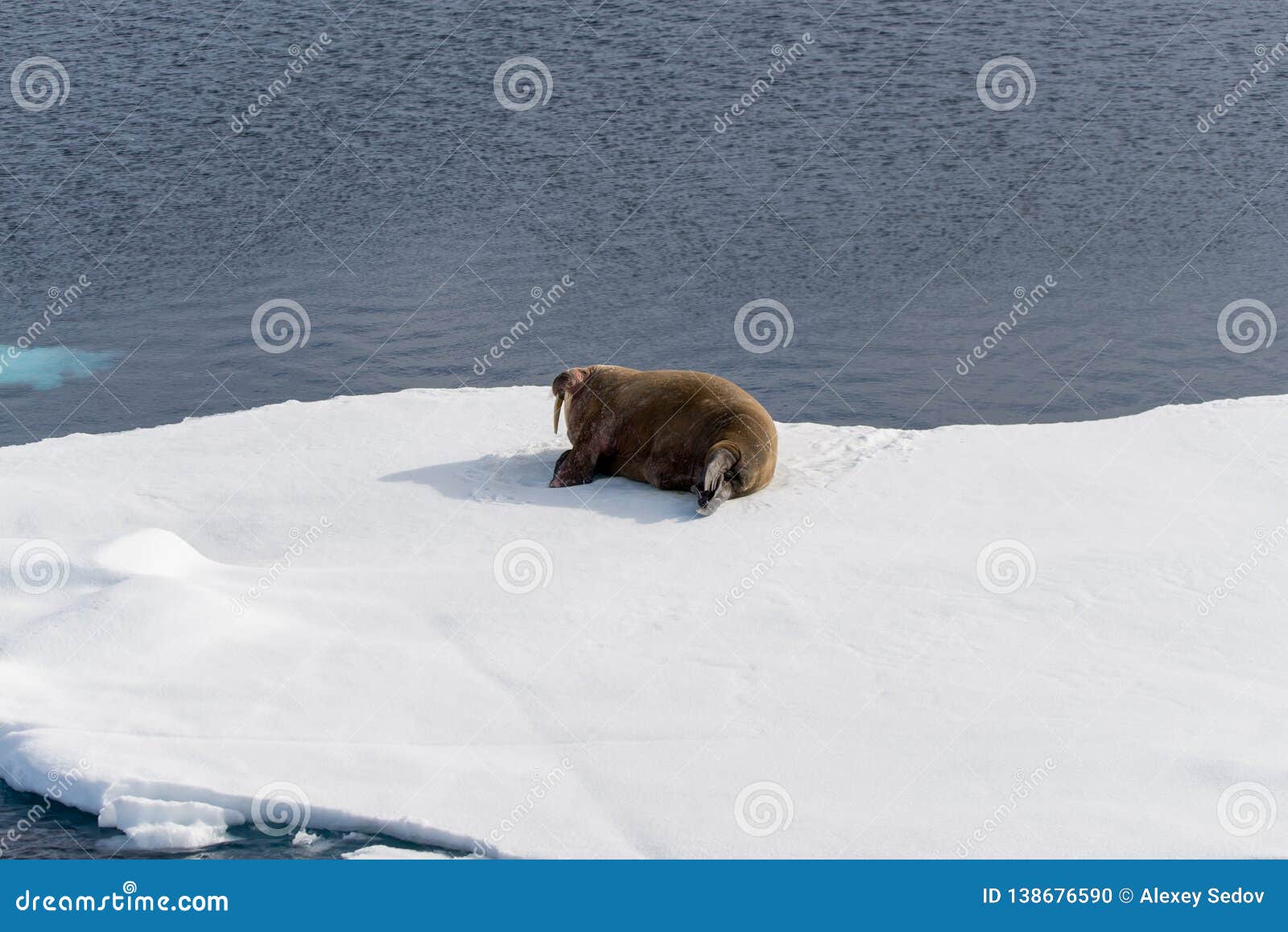 Walrus Lying on the Pack Ice North of Spitsbergen Island, Svalbard ...