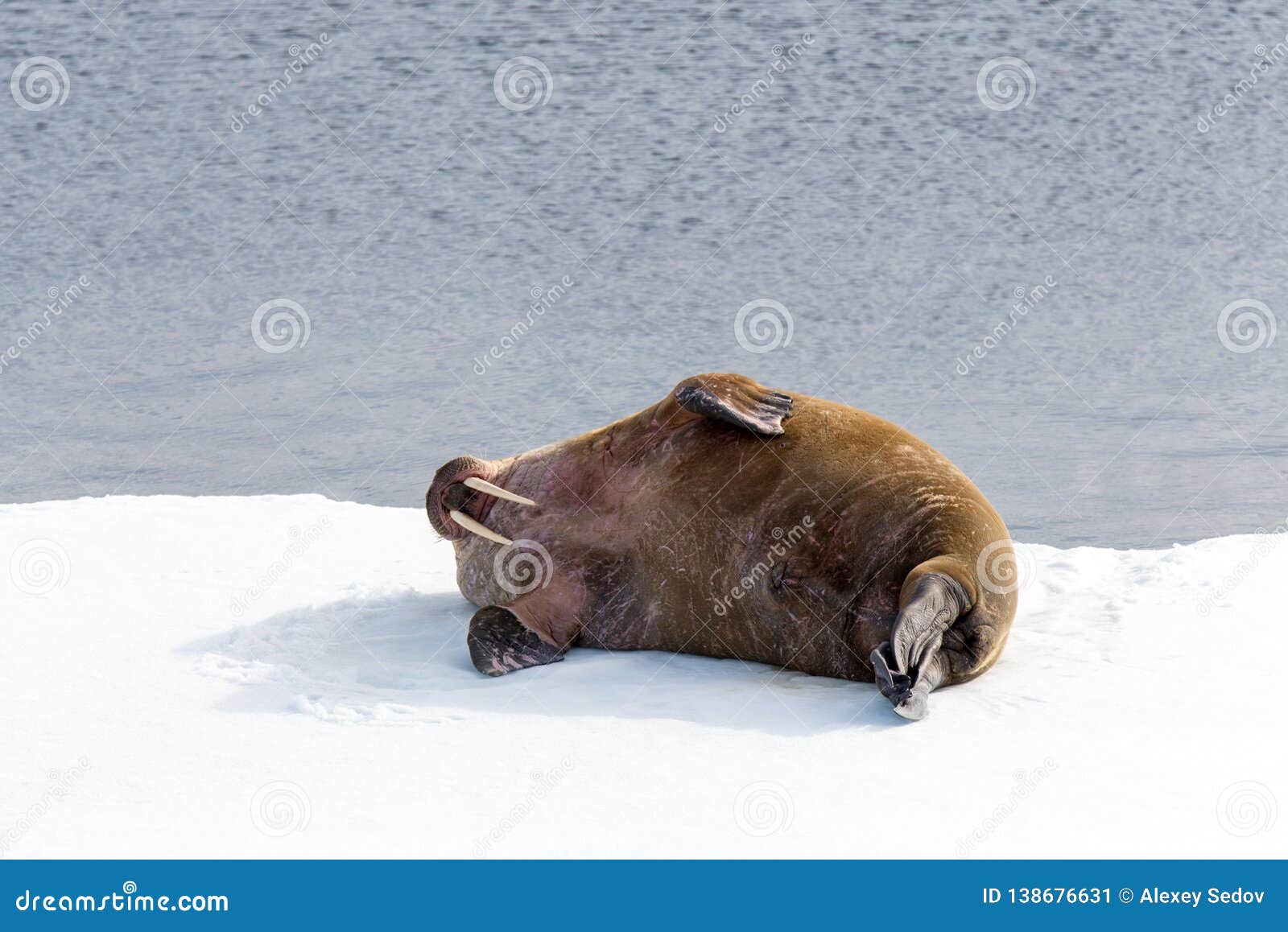 Walrus Lying on the Pack Ice North of Spitsbergen Island, Svalbard ...