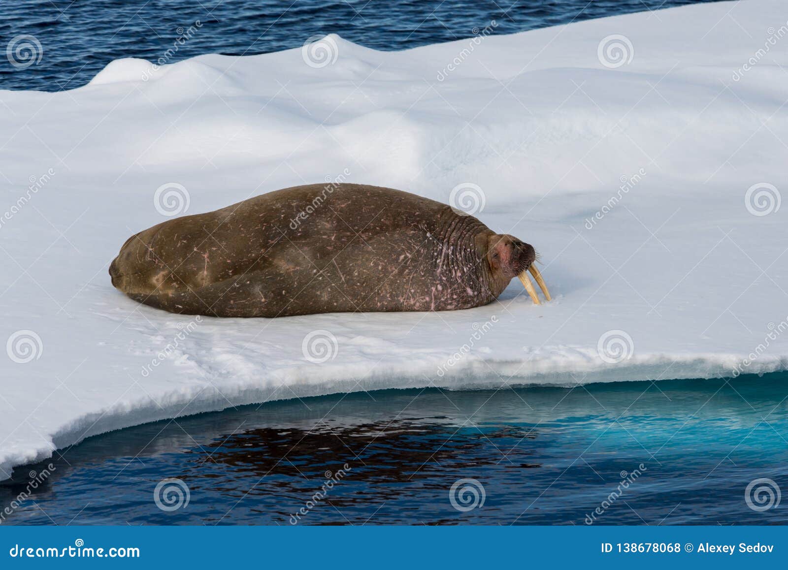 Walrus Lying on the Pack Ice North of Spitsbergen Stock Photo - Image ...